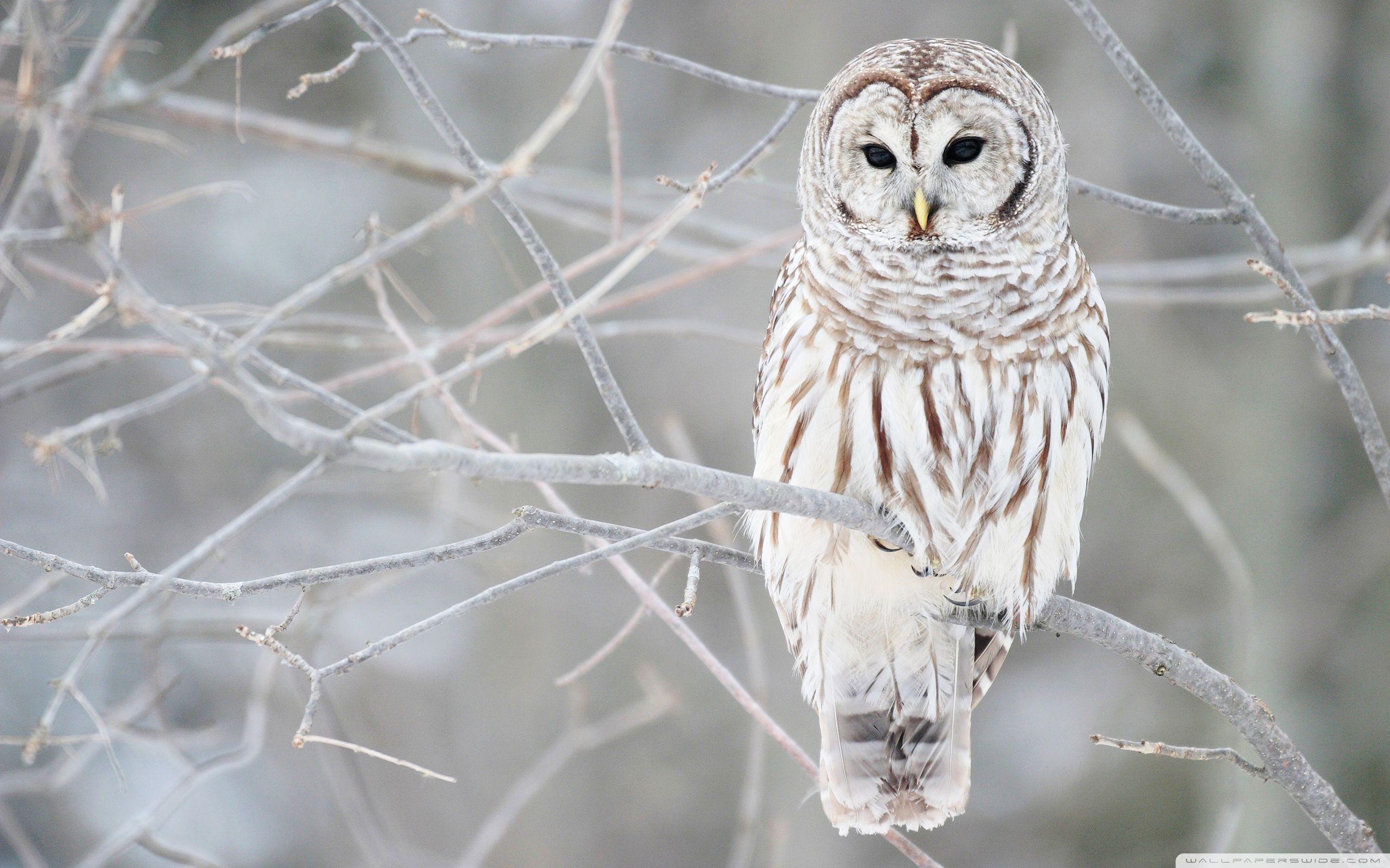 Owl Desktop Wallpapers - Top Free Owl Desktop Backgrounds - WallpaperAccess