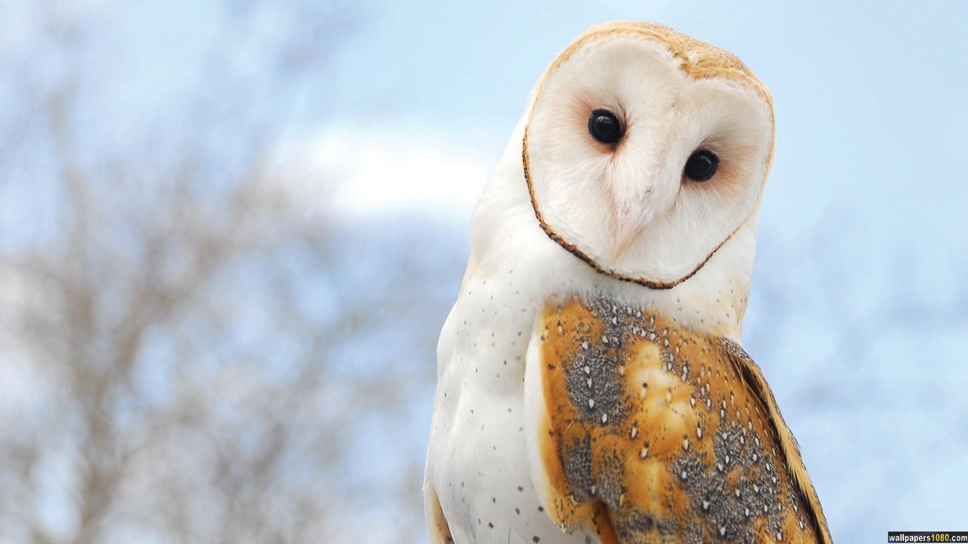 Owl Desktop Wallpapers - Top Free Owl Desktop Backgrounds - WallpaperAccess