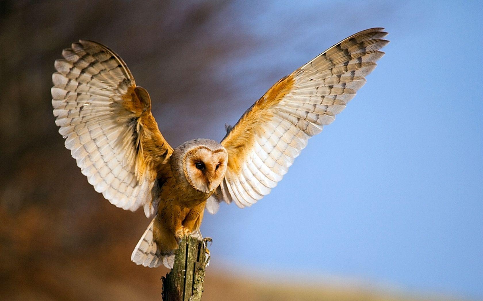 Owl Desktop Wallpapers - Top Free Owl Desktop Backgrounds - WallpaperAccess