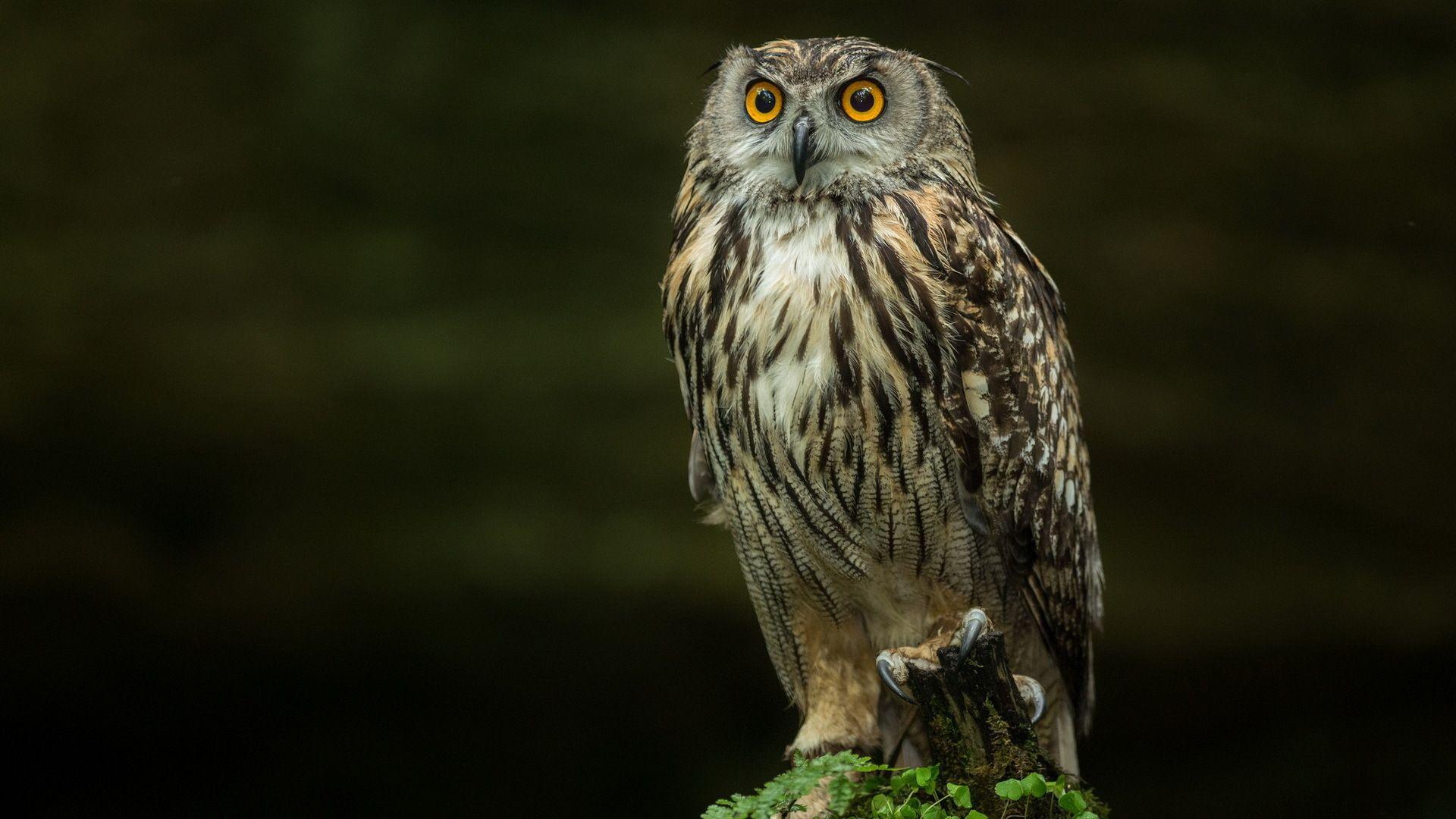 Owl Desktop Wallpapers - Top Free Owl Desktop Backgrounds - WallpaperAccess