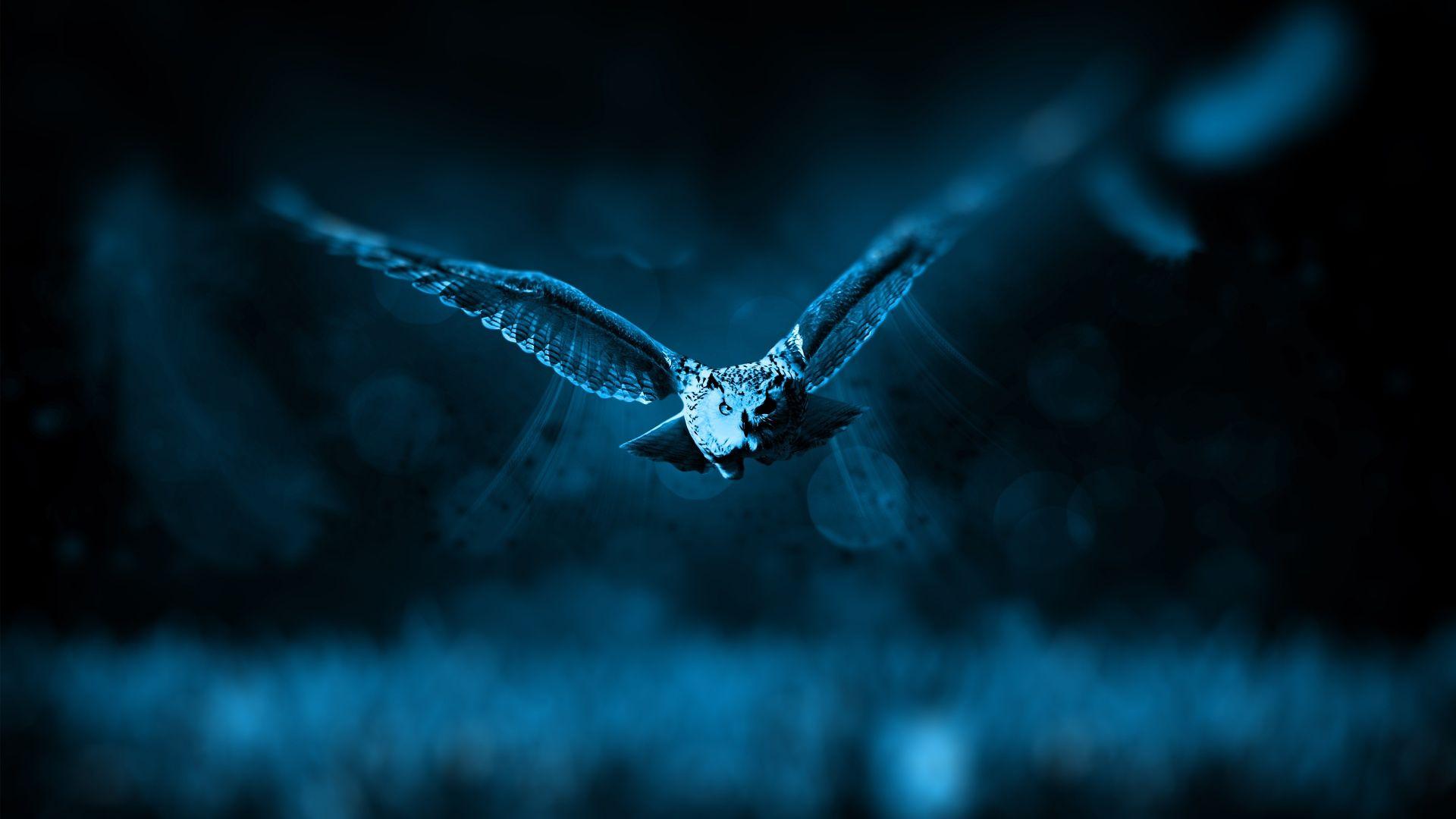 Owl Desktop Wallpapers - Top Free Owl Desktop Backgrounds - WallpaperAccess