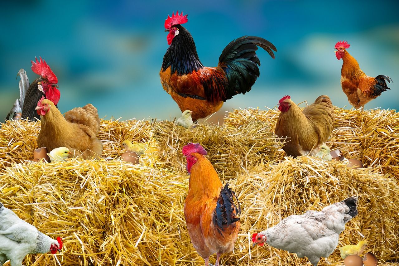 Chicken Farm Wallpapers - Top Free Chicken Farm Backgrounds ...