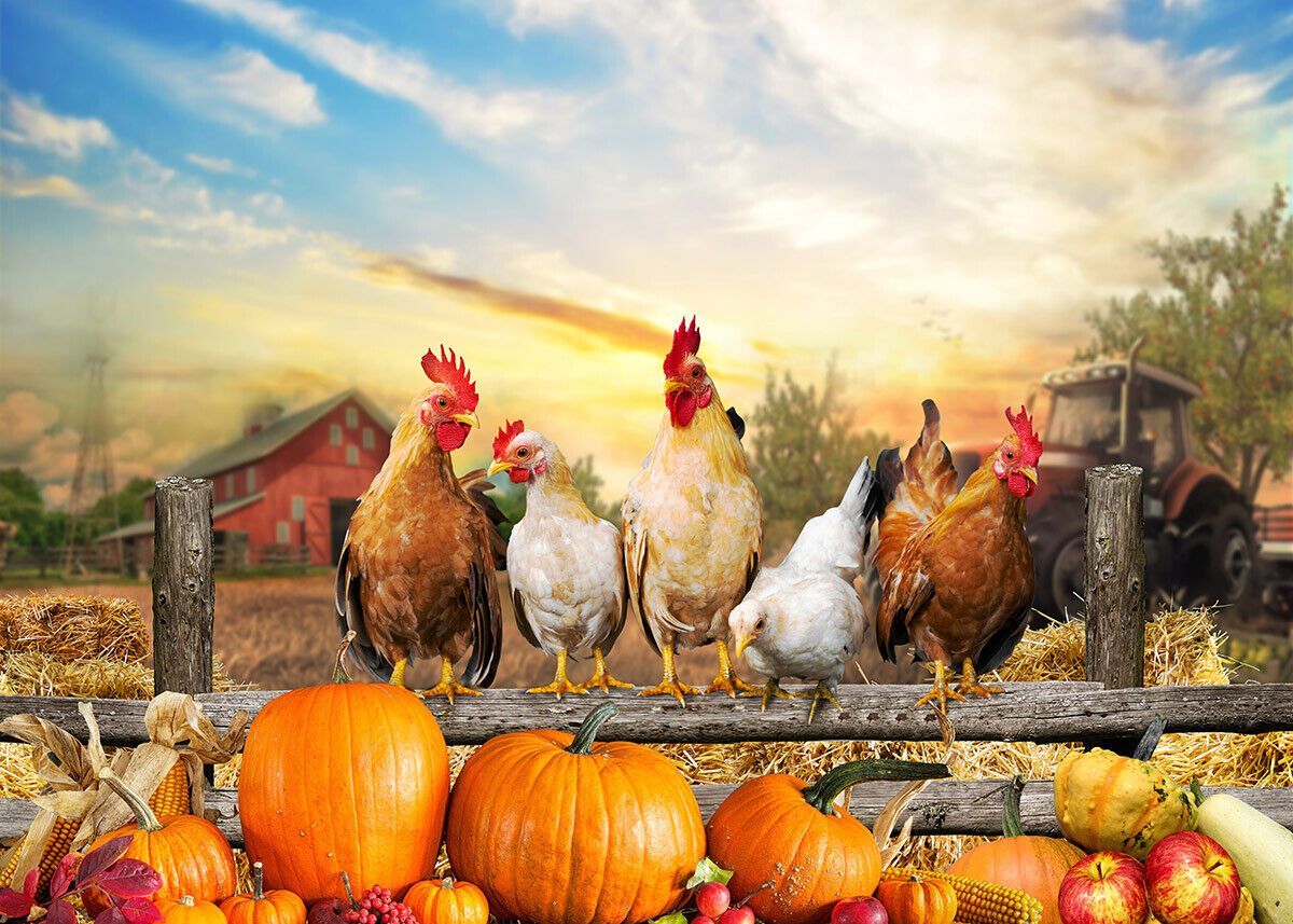 Chicken Farm Wallpapers - Top Free Chicken Farm Backgrounds ...