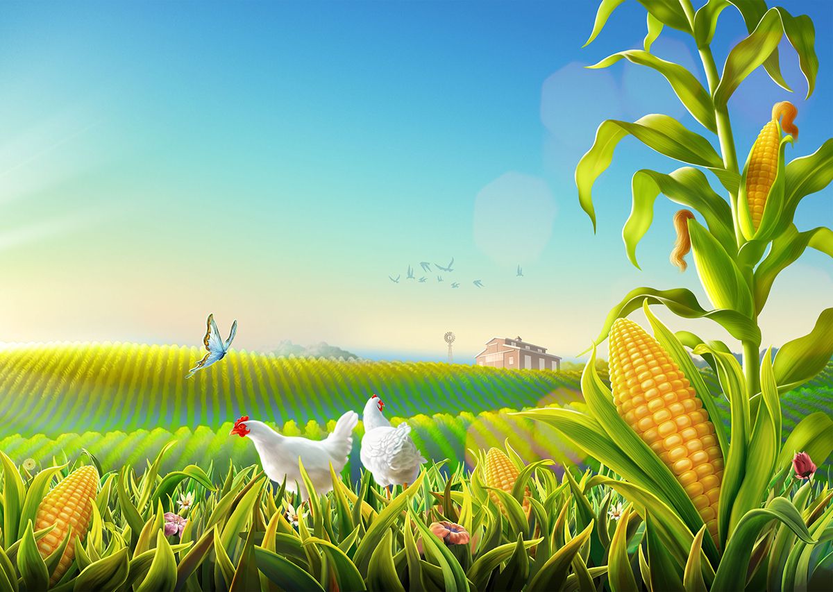 Chicken Farm Wallpapers - Top Free Chicken Farm Backgrounds ...
