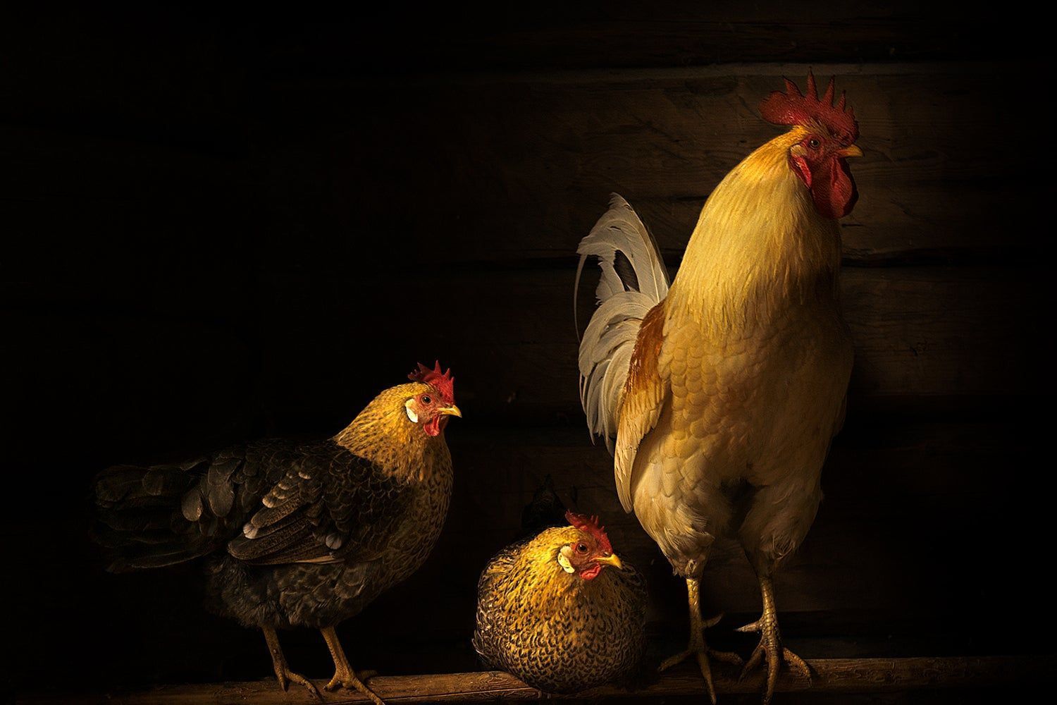 Chicken Farm Wallpapers - Top Free Chicken Farm Backgrounds ...