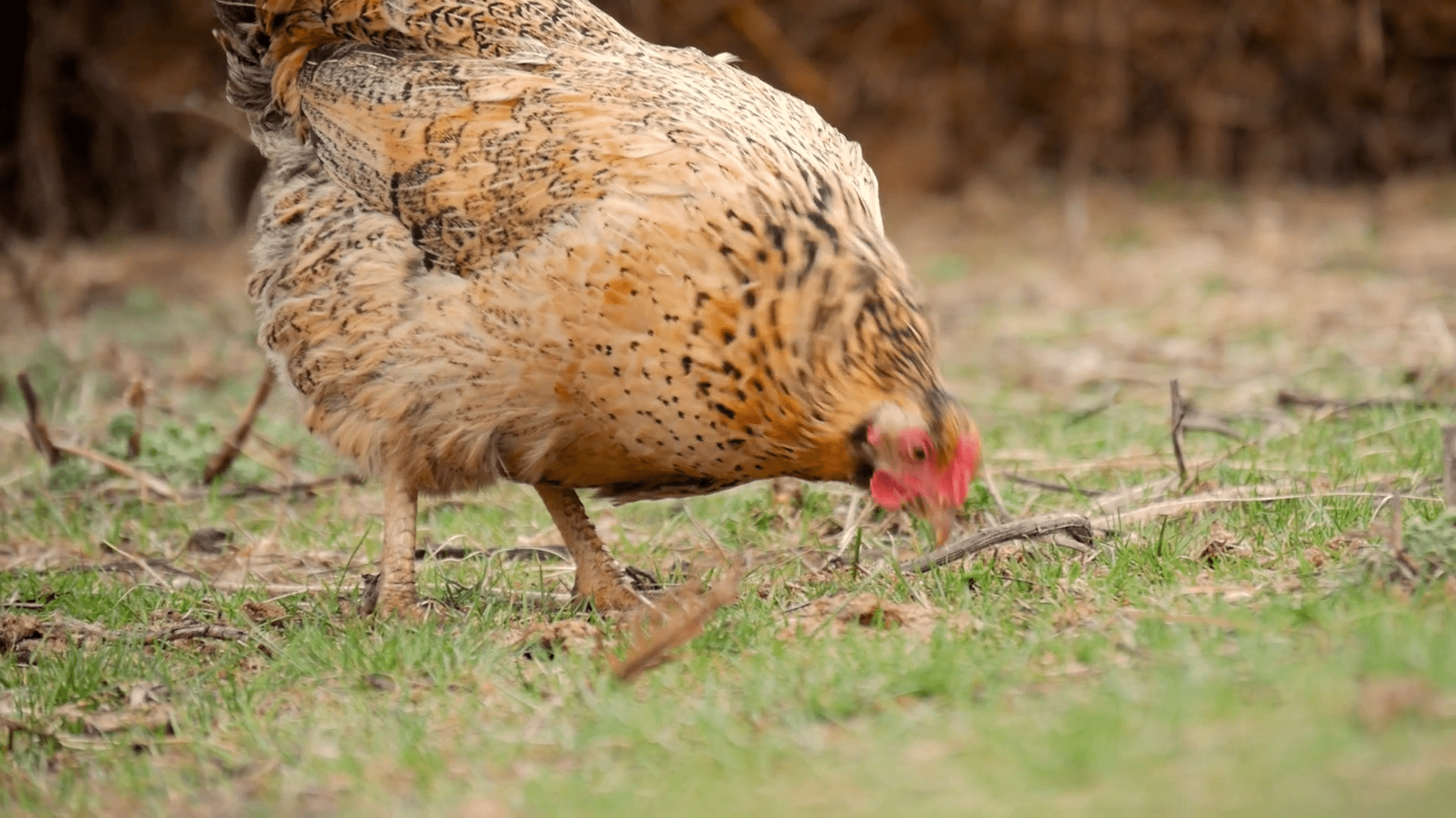 Chicken Farm Wallpapers - Top Free Chicken Farm Backgrounds ...