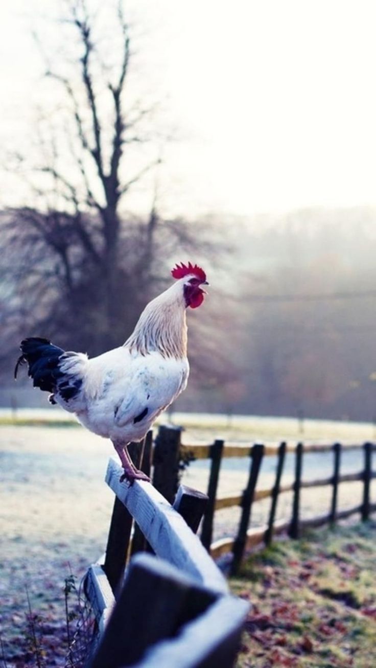 Chicken Farm Wallpapers - Top Free Chicken Farm Backgrounds ...