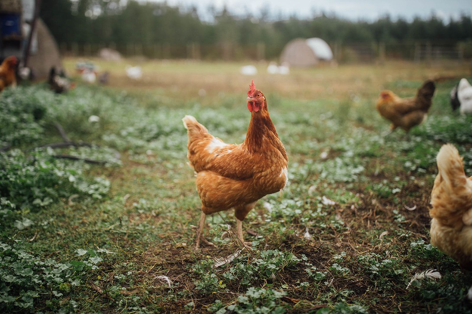 Chicken Farm Wallpapers - Top Free Chicken Farm Backgrounds ...