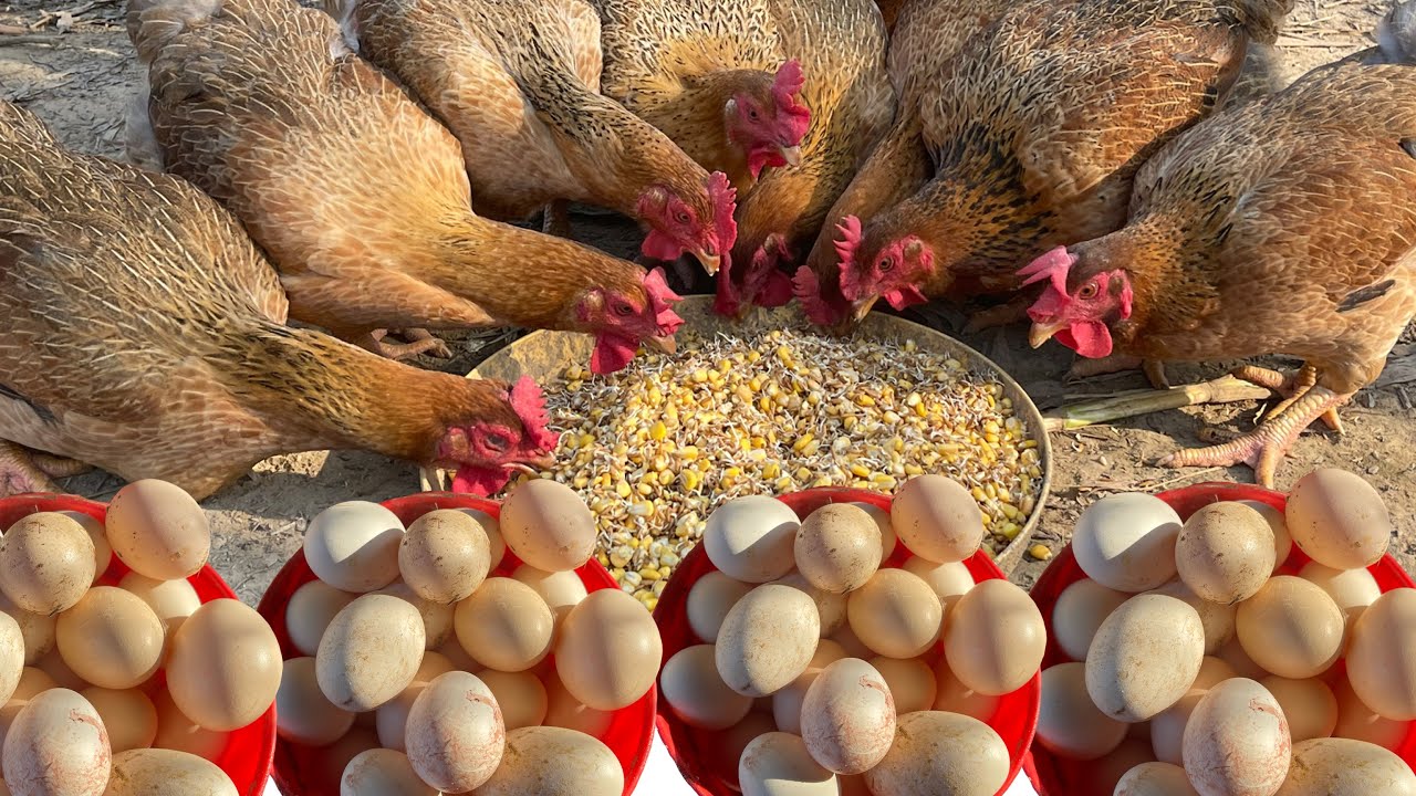 Chicken Farm Wallpapers - Top Free Chicken Farm Backgrounds ...