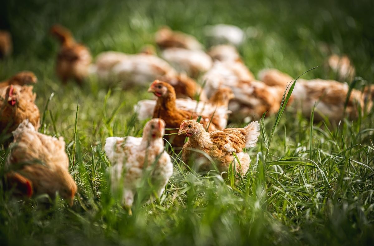 Chicken Farm Wallpapers - Top Free Chicken Farm Backgrounds ...