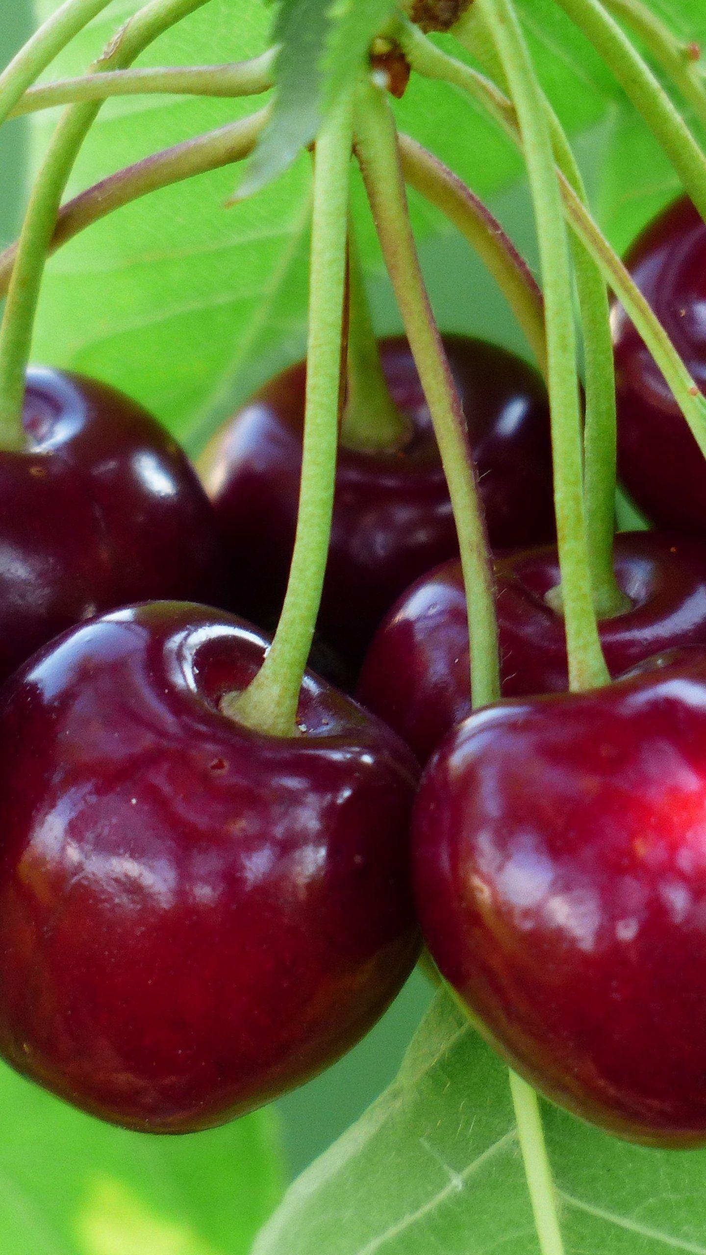 Cherries Wallpapers - Top Free Cherries Backgrounds - WallpaperAccess