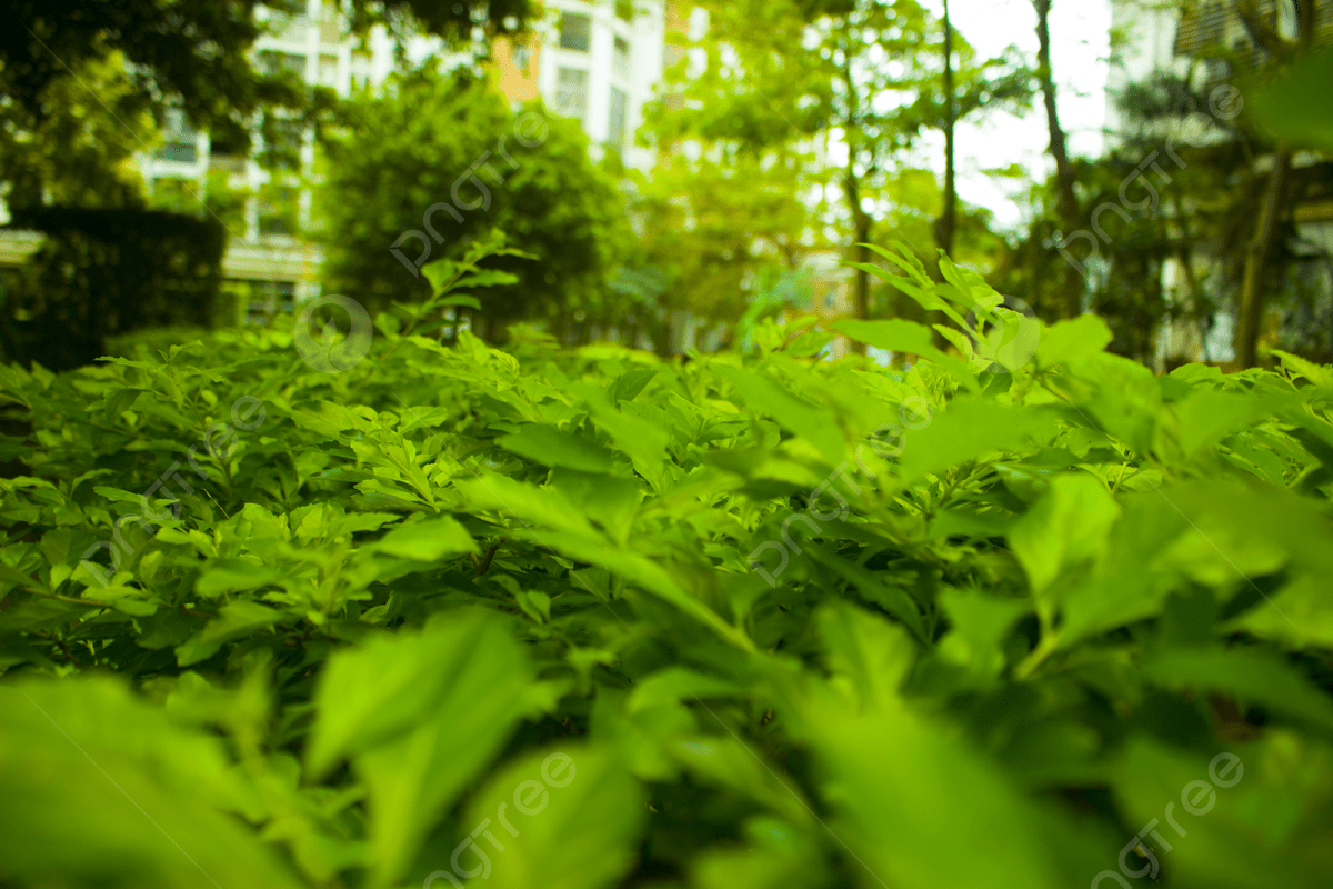 Tanaman Wallpapers - Top Free Tanaman Backgrounds - WallpaperAccess