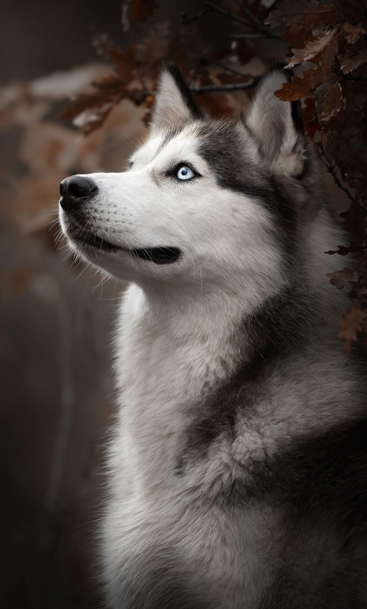 Siberian Husky Wallpapers - Top Free Siberian Husky Backgrounds ...