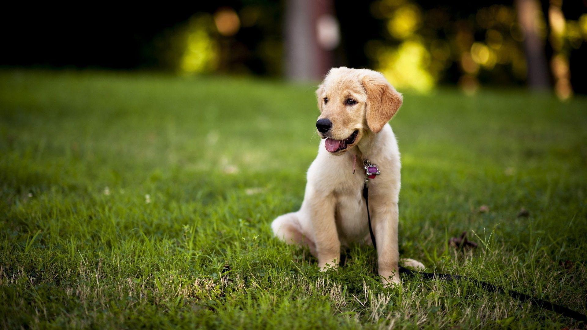 Labrador Retriever Wallpapers - Top Free Labrador Retriever Backgrounds ...