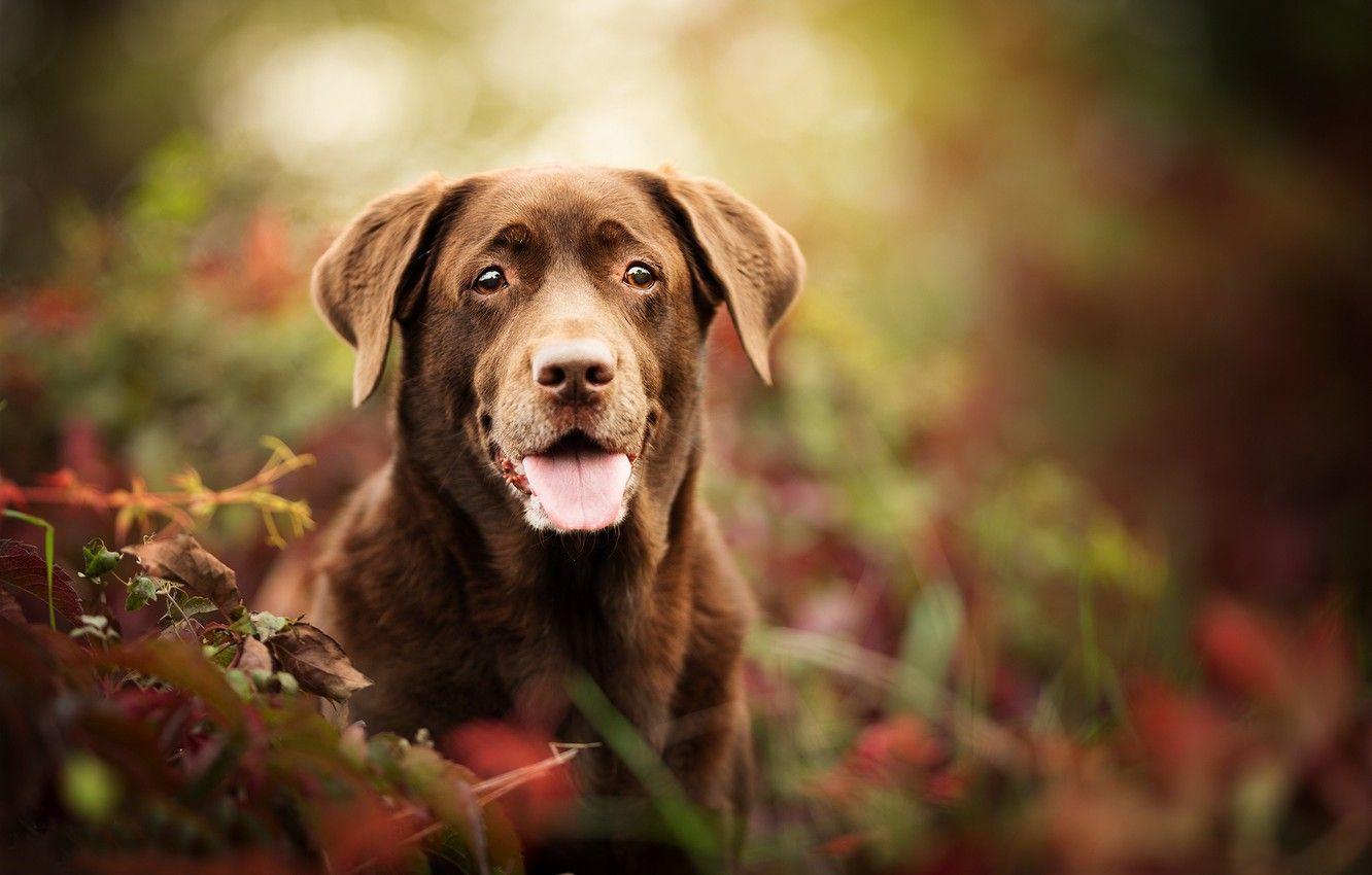 Labrador Retriever Wallpapers - Top Free Labrador Retriever Backgrounds ...