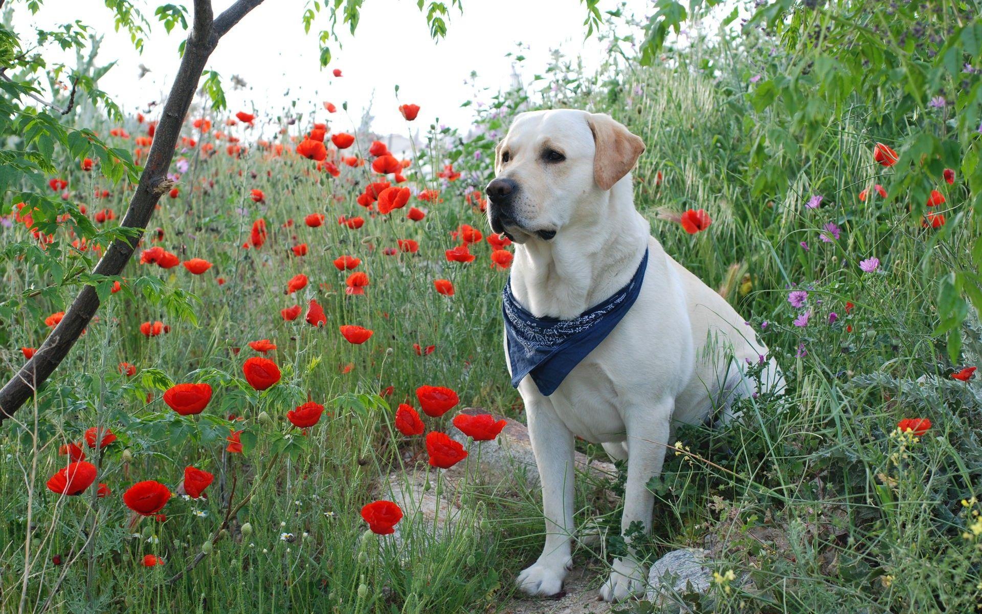 Labrador Retriever Wallpapers - Top Free Labrador Retriever Backgrounds ...