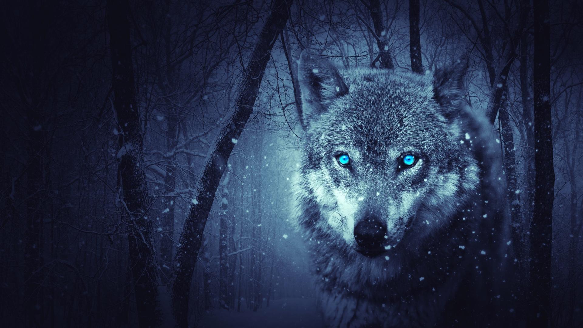 Light Wolf Wallpapers - Top Free Light Wolf Backgrounds - WallpaperAccess