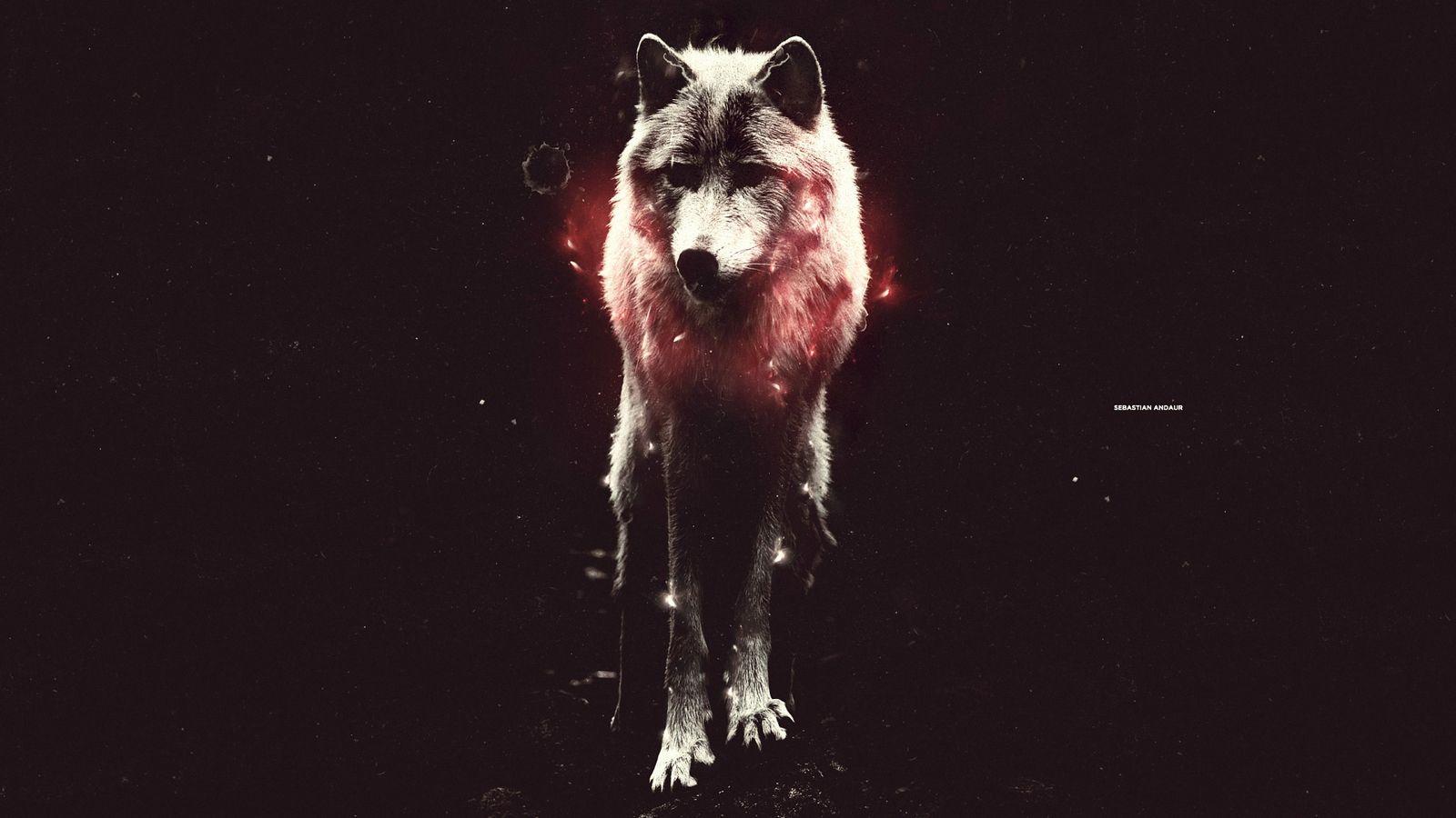 Light Wolf Wallpapers - Top Free Light Wolf Backgrounds - WallpaperAccess