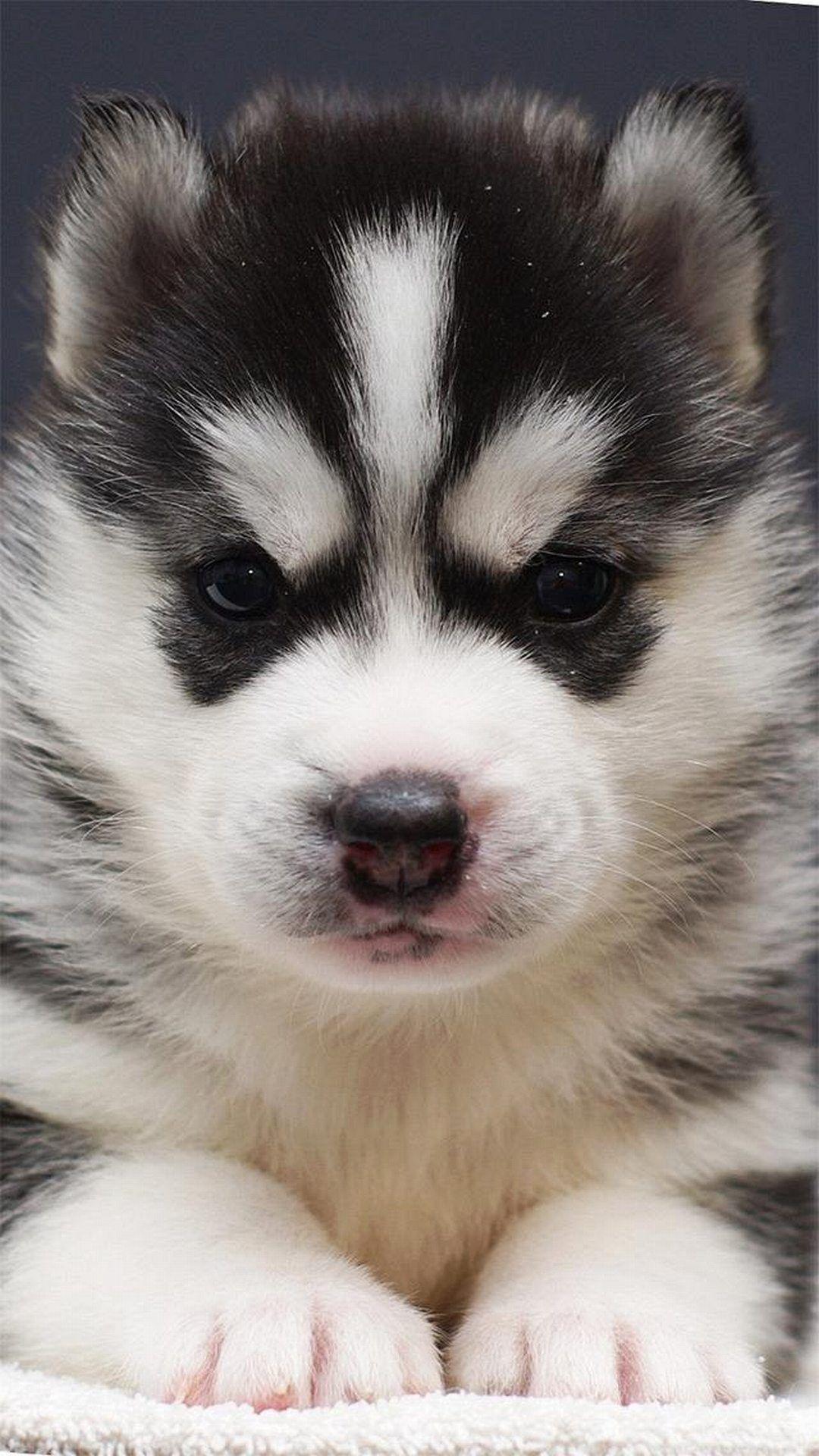 Baby Husky Wallpapers - Top Free Baby Husky Backgrounds - WallpaperAccess