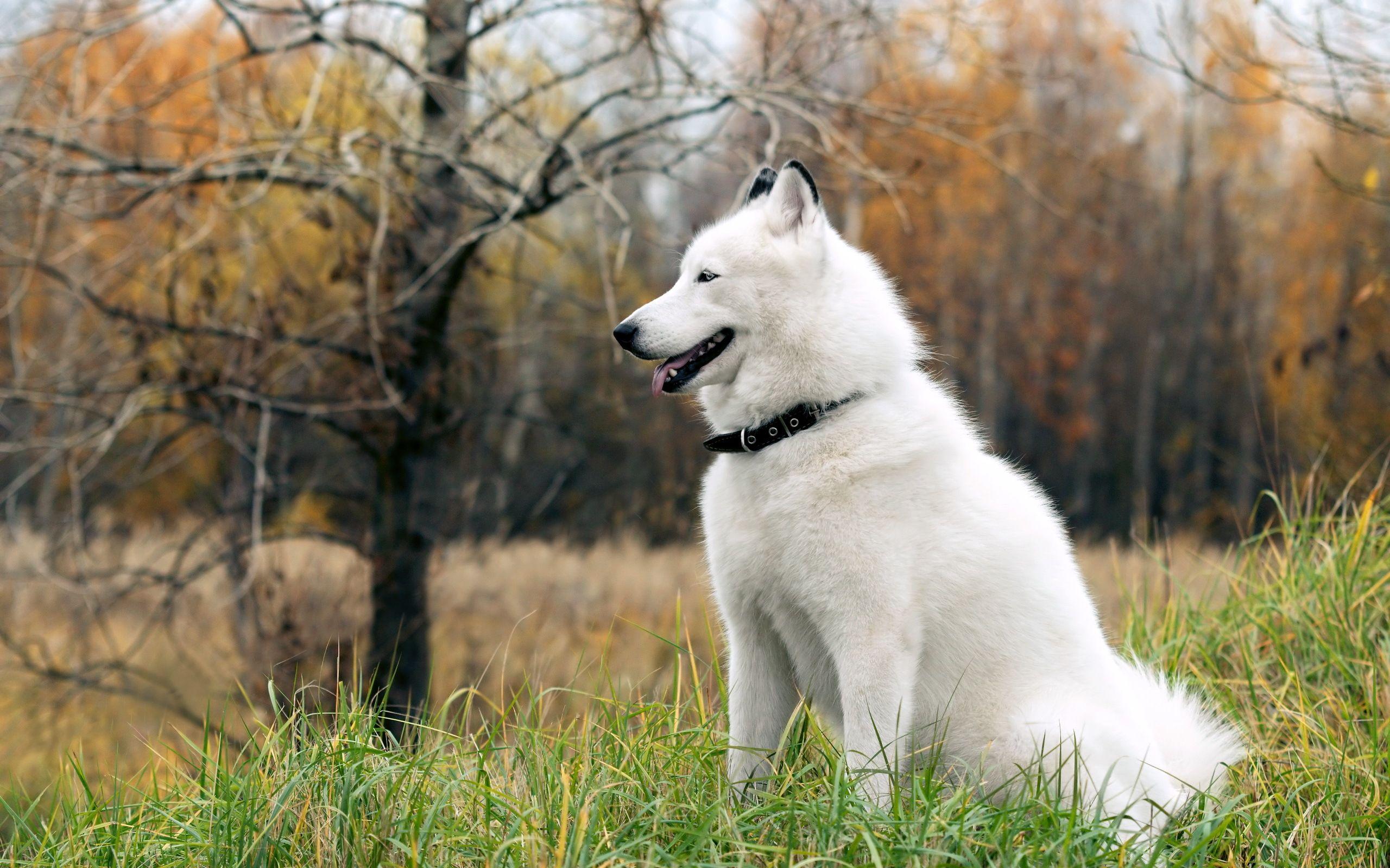 White Husky Wallpapers - Top Free White Husky Backgrounds - WallpaperAccess