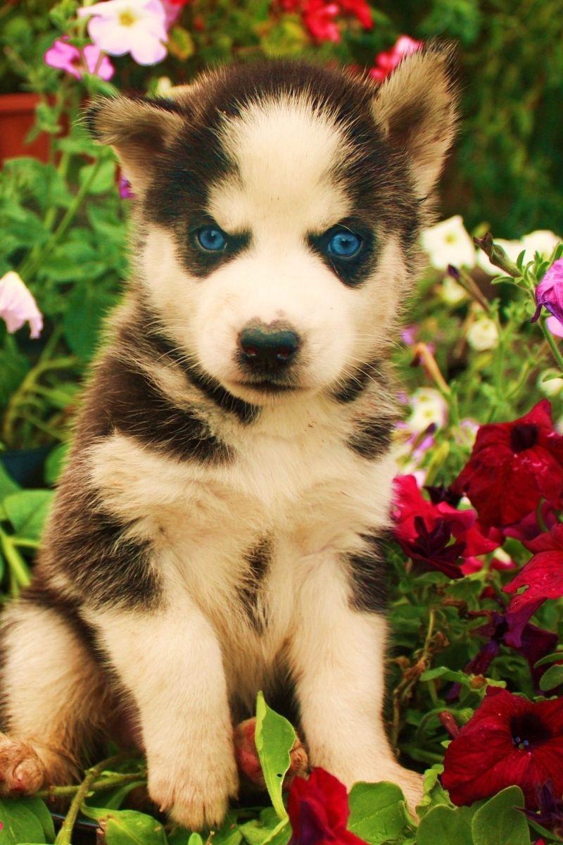 Baby Husky Wallpapers - Top Free Baby Husky Backgrounds - WallpaperAccess