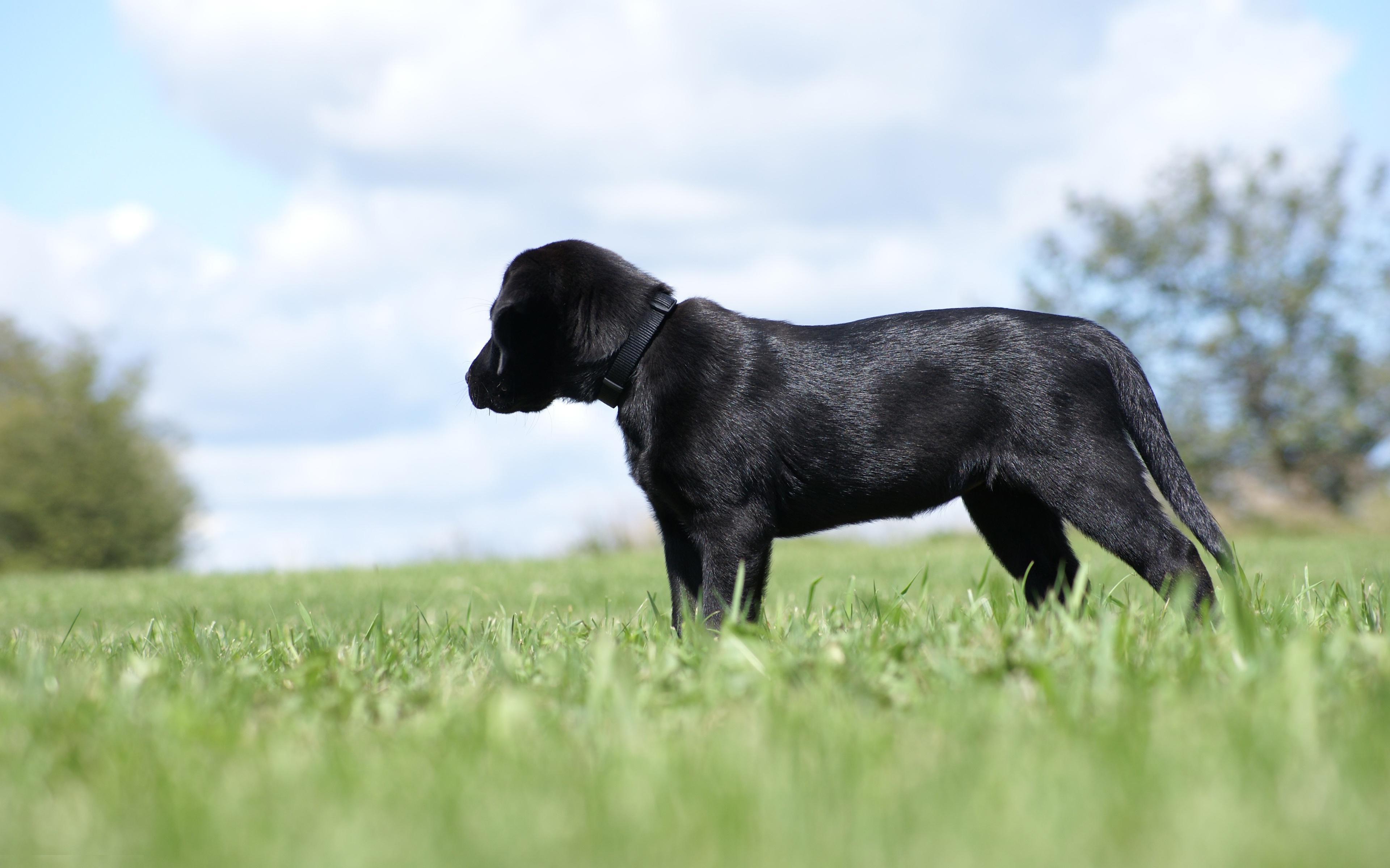 Black Labrador Wallpapers - Top Free Black Labrador Backgrounds ...