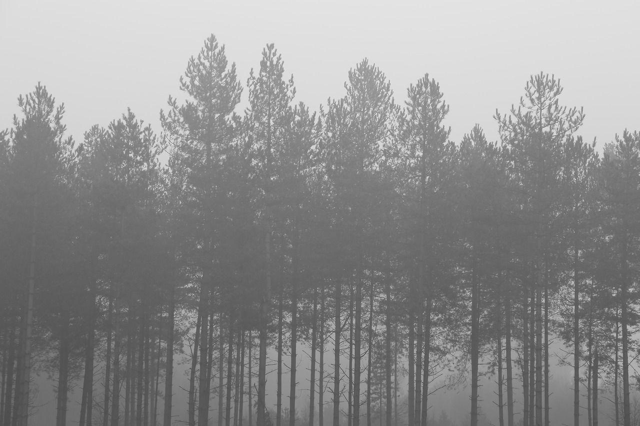 Hipster Forest Wallpapers - Top Free Hipster Forest Backgrounds ...