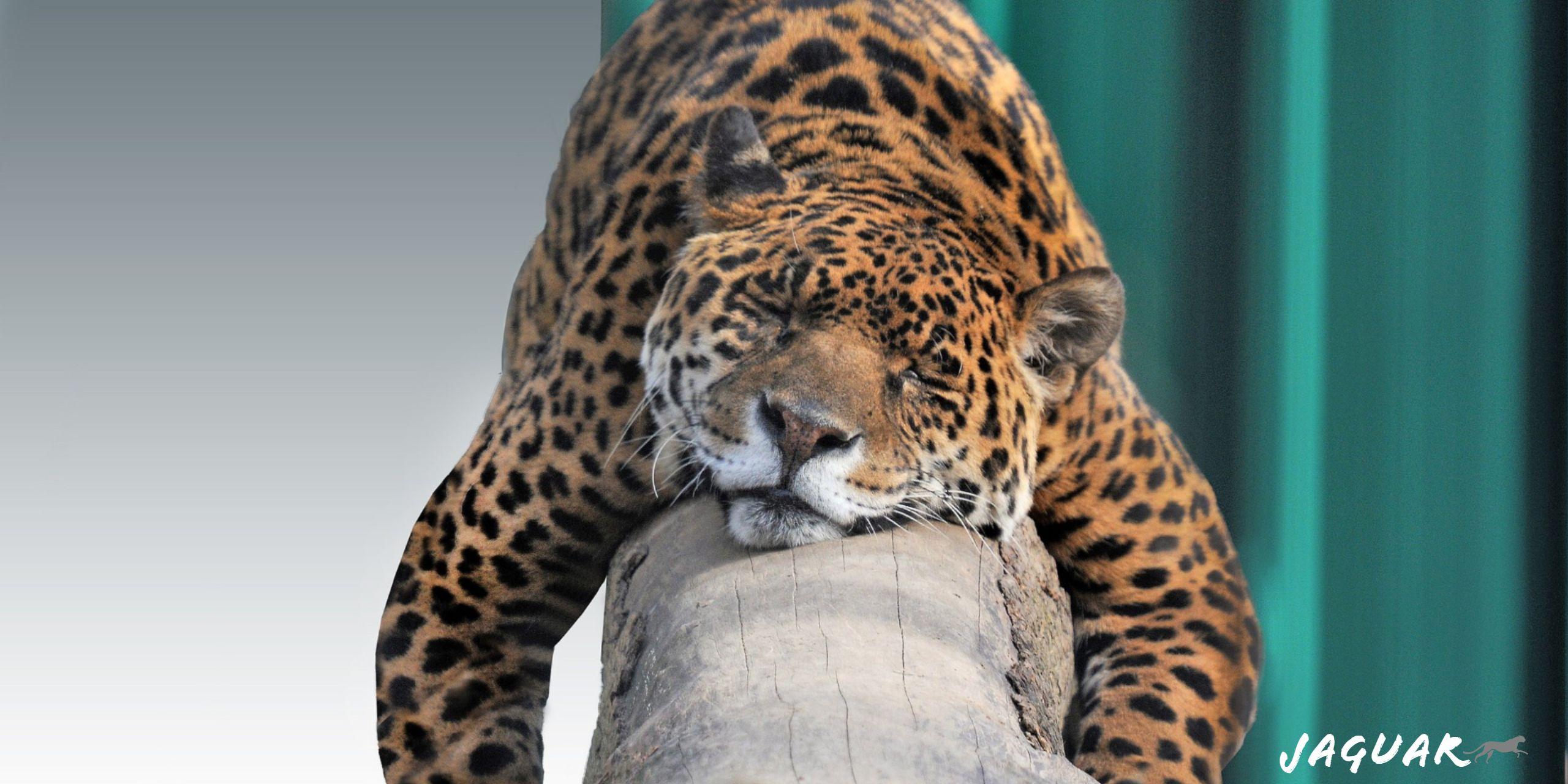 Jaguar Animal HD Wallpapers - Top Free Jaguar Animal HD Backgrounds ...