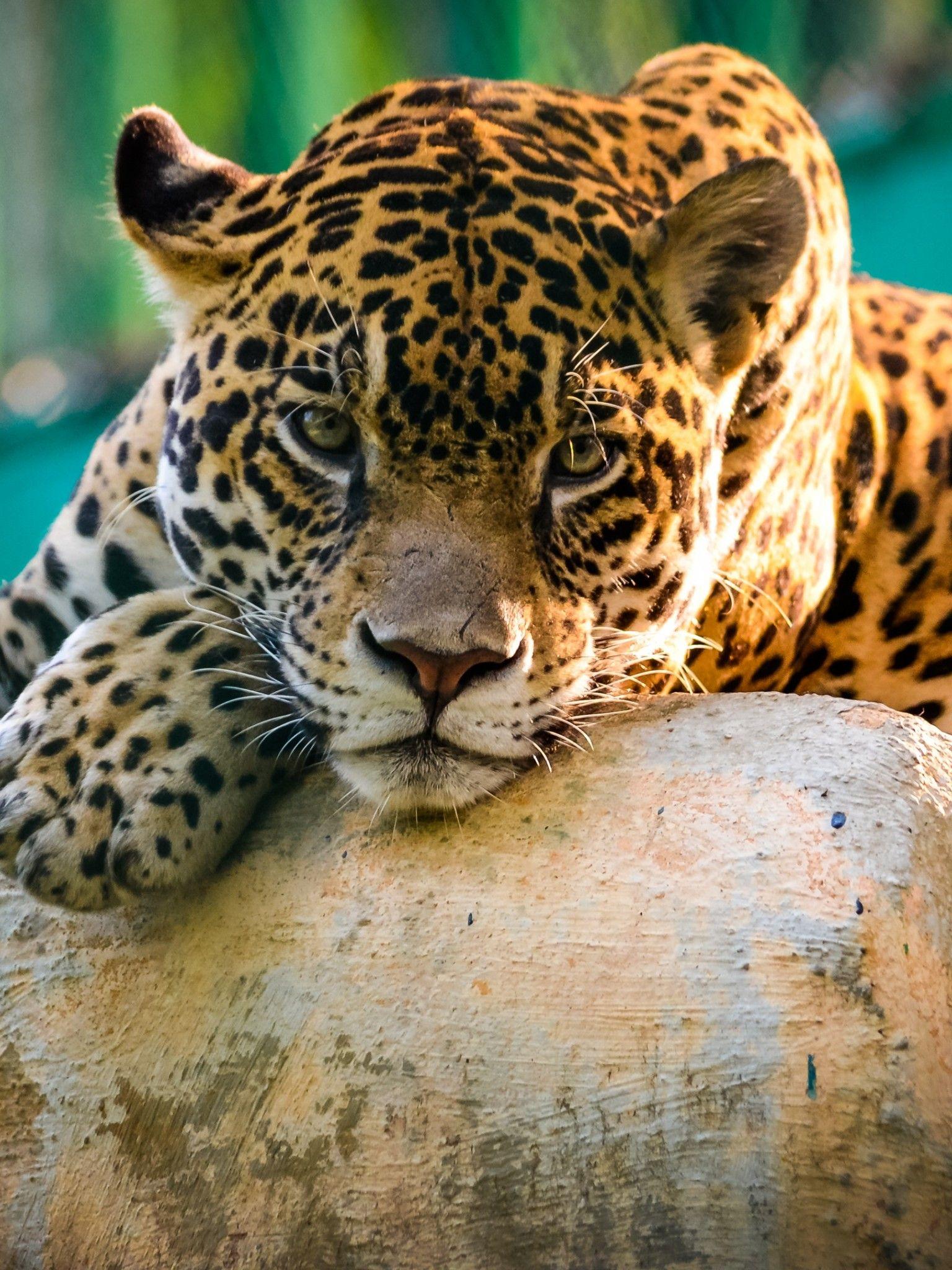Jaguar Animal HD Wallpapers - Top Free Jaguar Animal HD Backgrounds ...