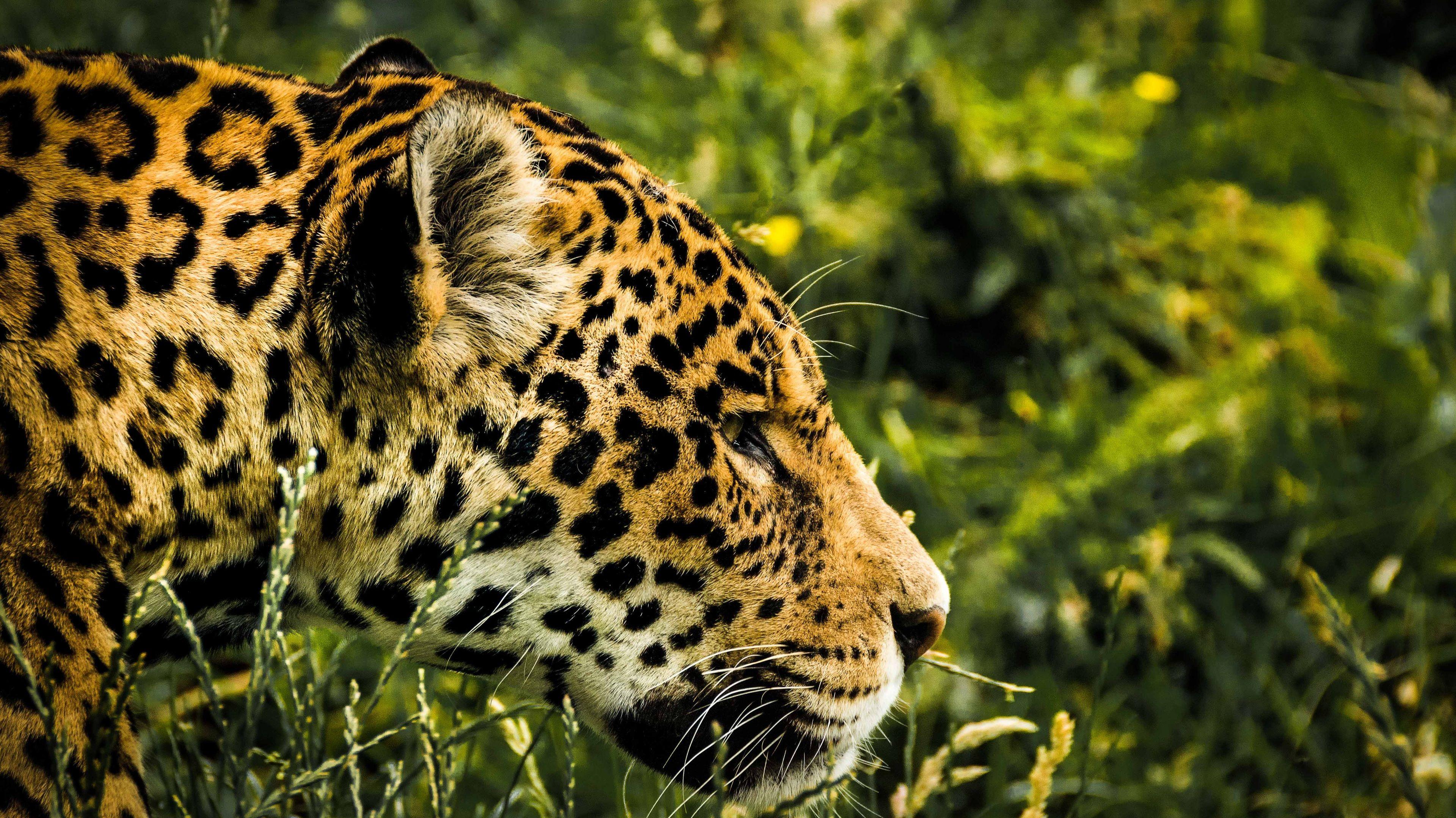 Jaguar Animal HD Wallpapers - Top Free Jaguar Animal HD Backgrounds ...