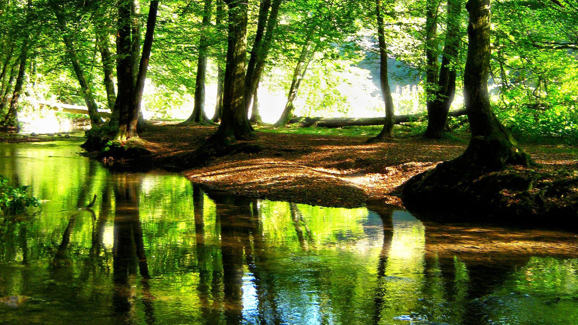 Beautiful Forest HD Wallpapers - Top Free Beautiful Forest HD ...
