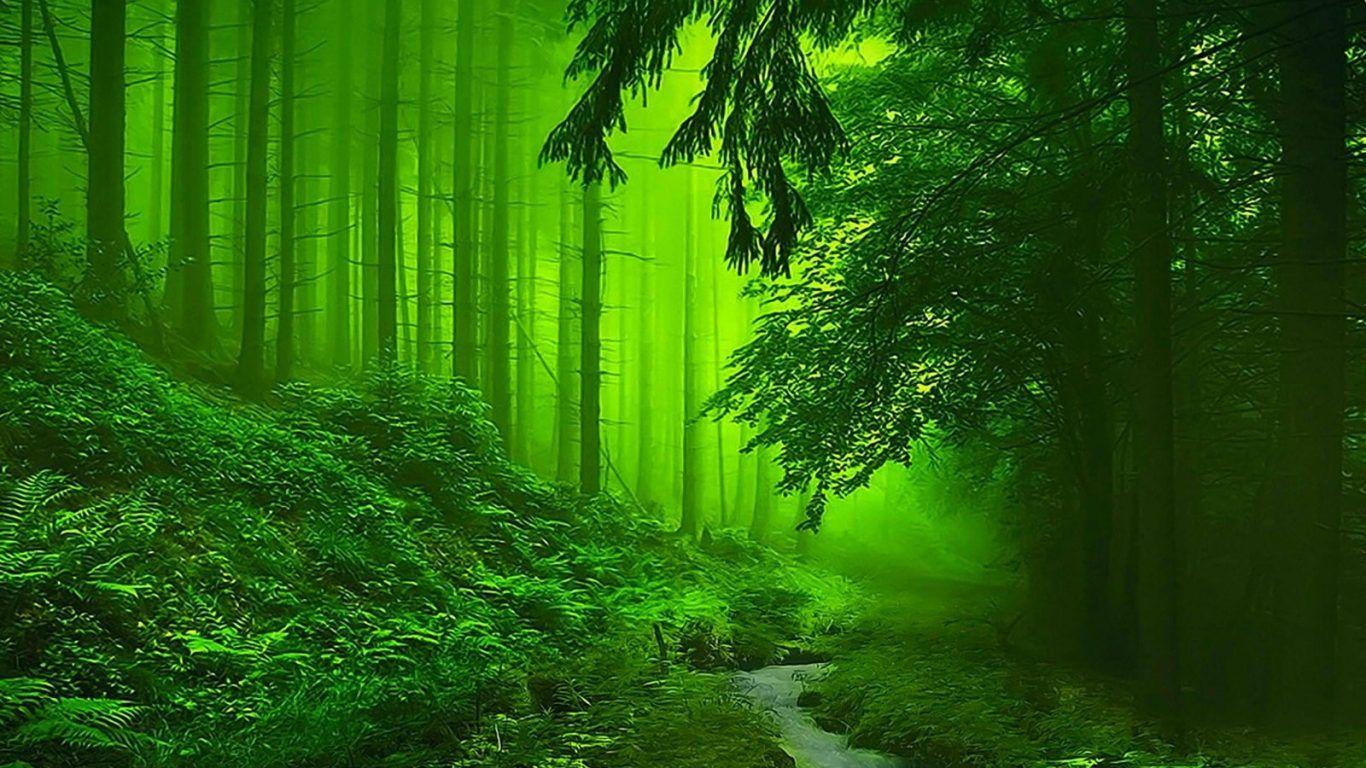 Beautiful Forest HD Wallpapers - Top Free Beautiful Forest HD ...