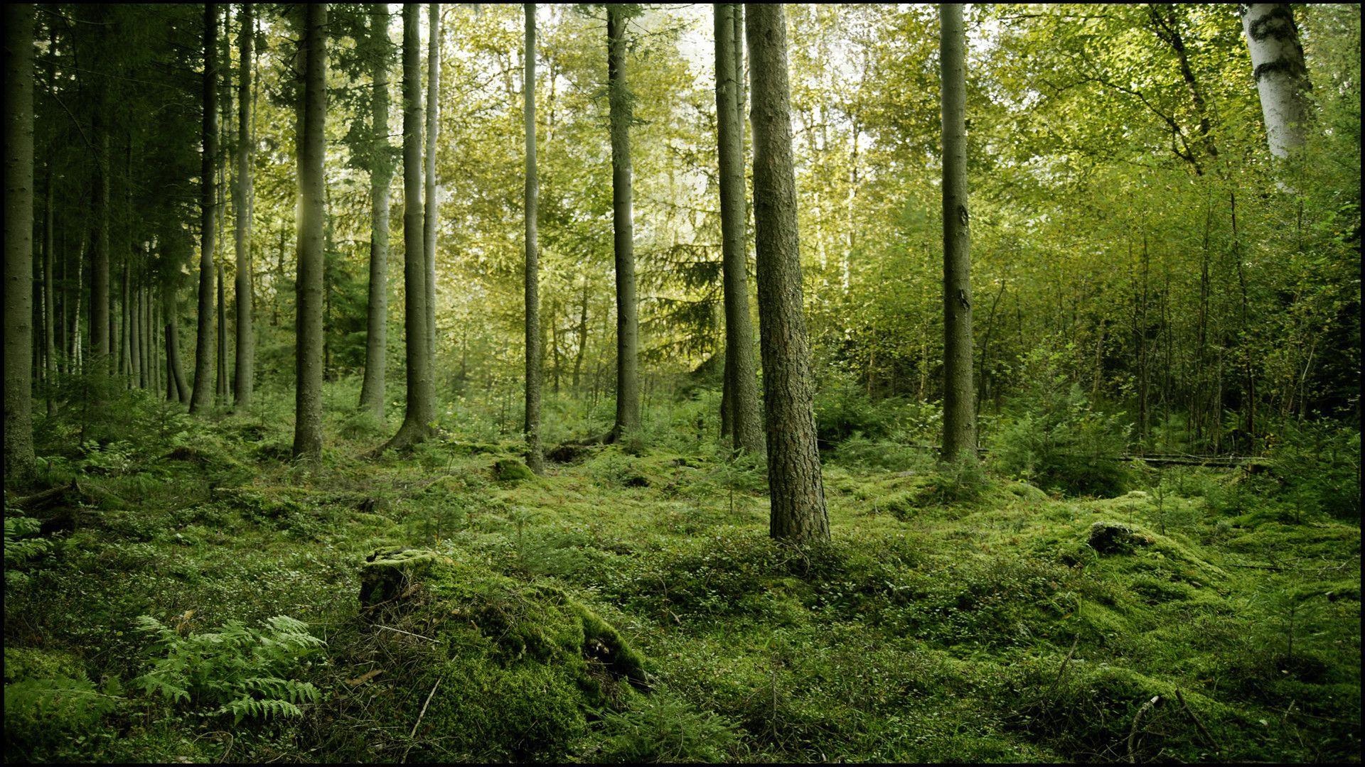 Beautiful Forest HD Wallpapers - Top Free Beautiful Forest HD ...