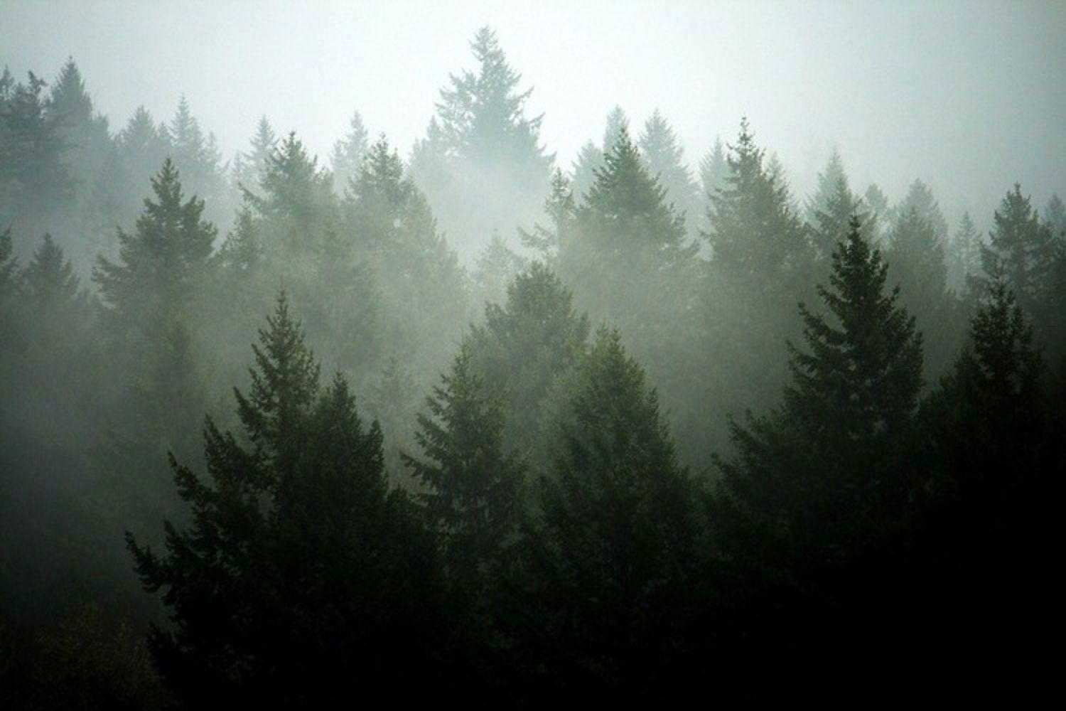 Hipster Forest Wallpapers - Top Free Hipster Forest Backgrounds ...