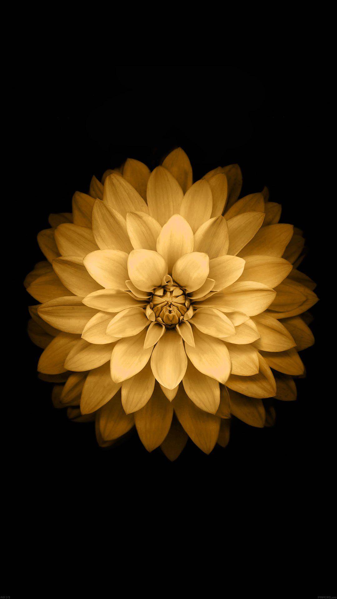 Yellow Flower iPhone Wallpapers - Top Free Yellow Flower iPhone ...