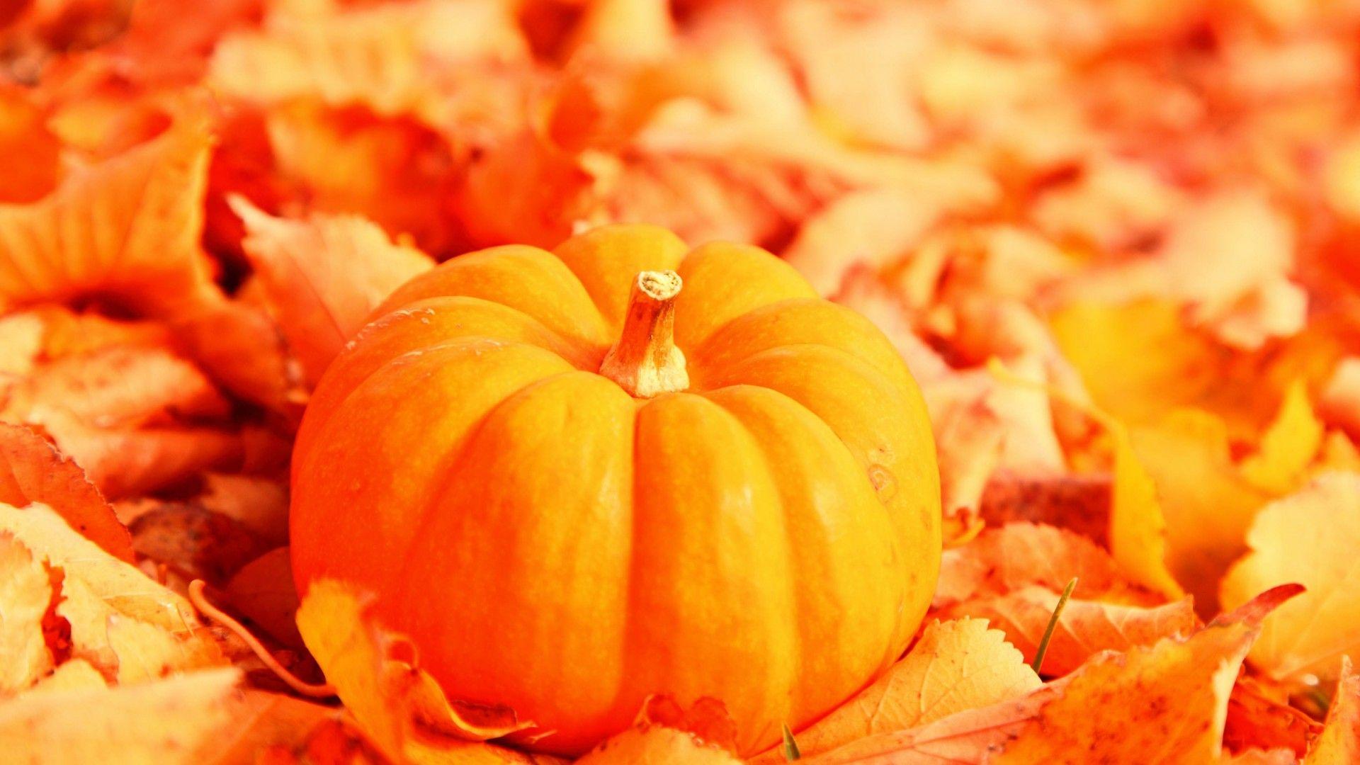 Autumn Pumpkin Desktop Wallpapers - Top Free Autumn Pumpkin Desktop ...
