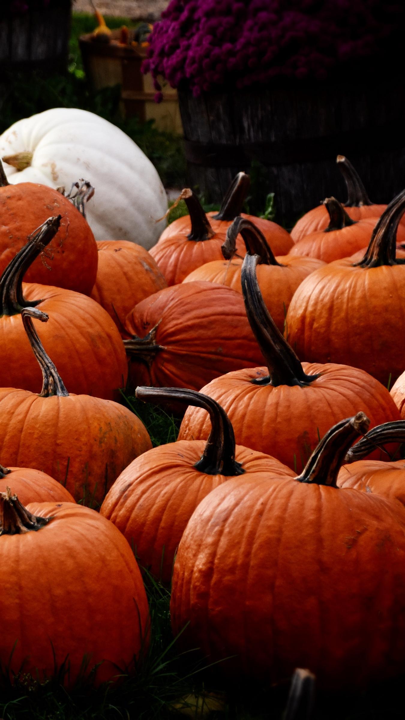 Fall Harvest Wallpapers - Top Free Fall Harvest Backgrounds ...