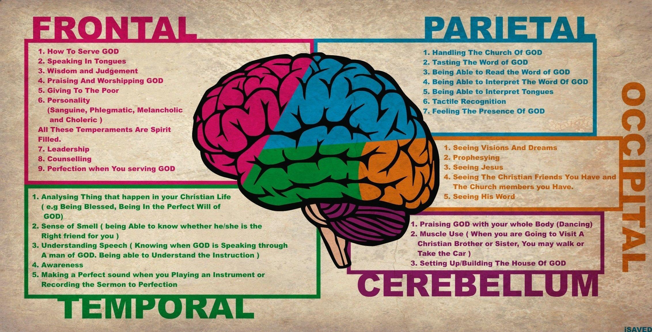 Brain Anatomy Wallpapers Top Free Brain Anatomy Backgrounds