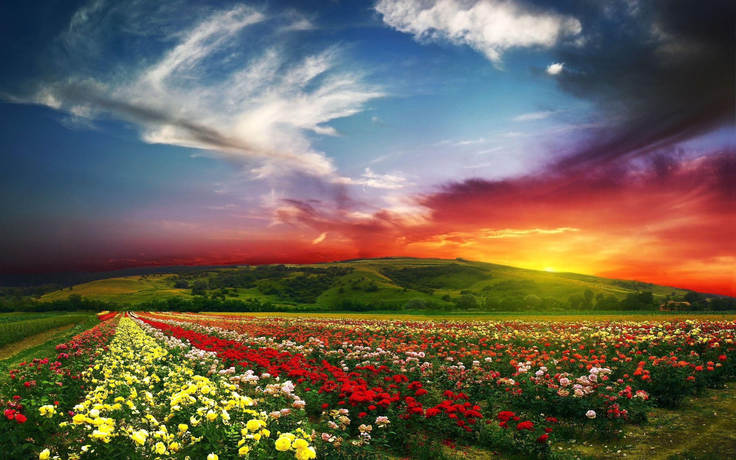 Flower Sunset Wallpapers - Top Free Flower Sunset Backgrounds ...