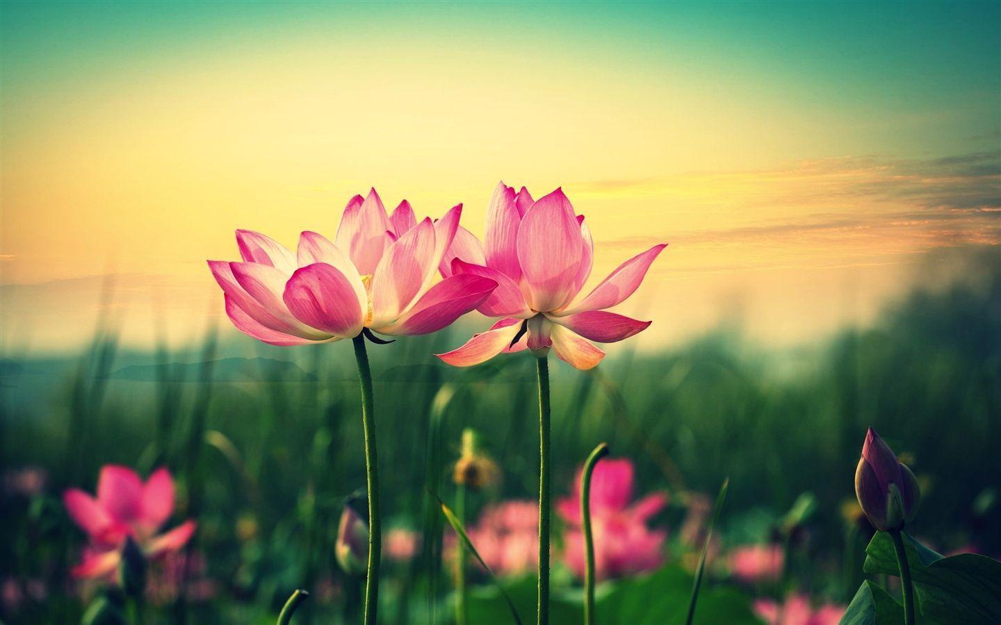 Flower Sunset Wallpapers - Top Free Flower Sunset Backgrounds ...