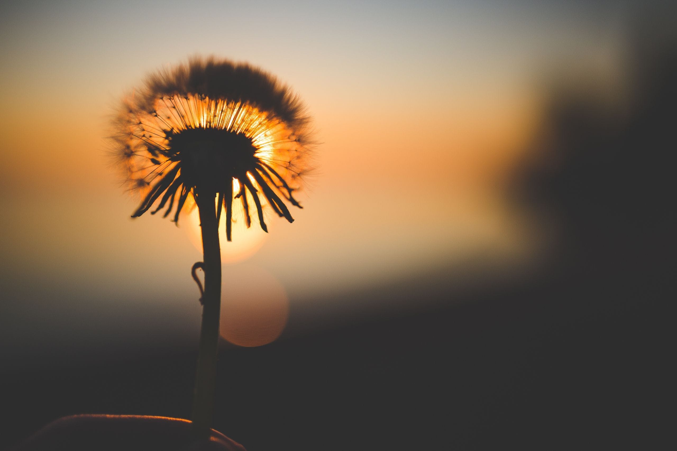 Flower Sunset Wallpapers - Top Free Flower Sunset Backgrounds ...