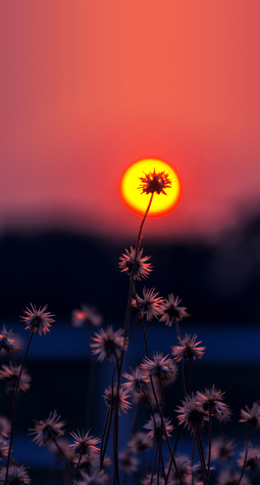 Garden Sunset Wallpapers - Top Free Garden Sunset Backgrounds ...