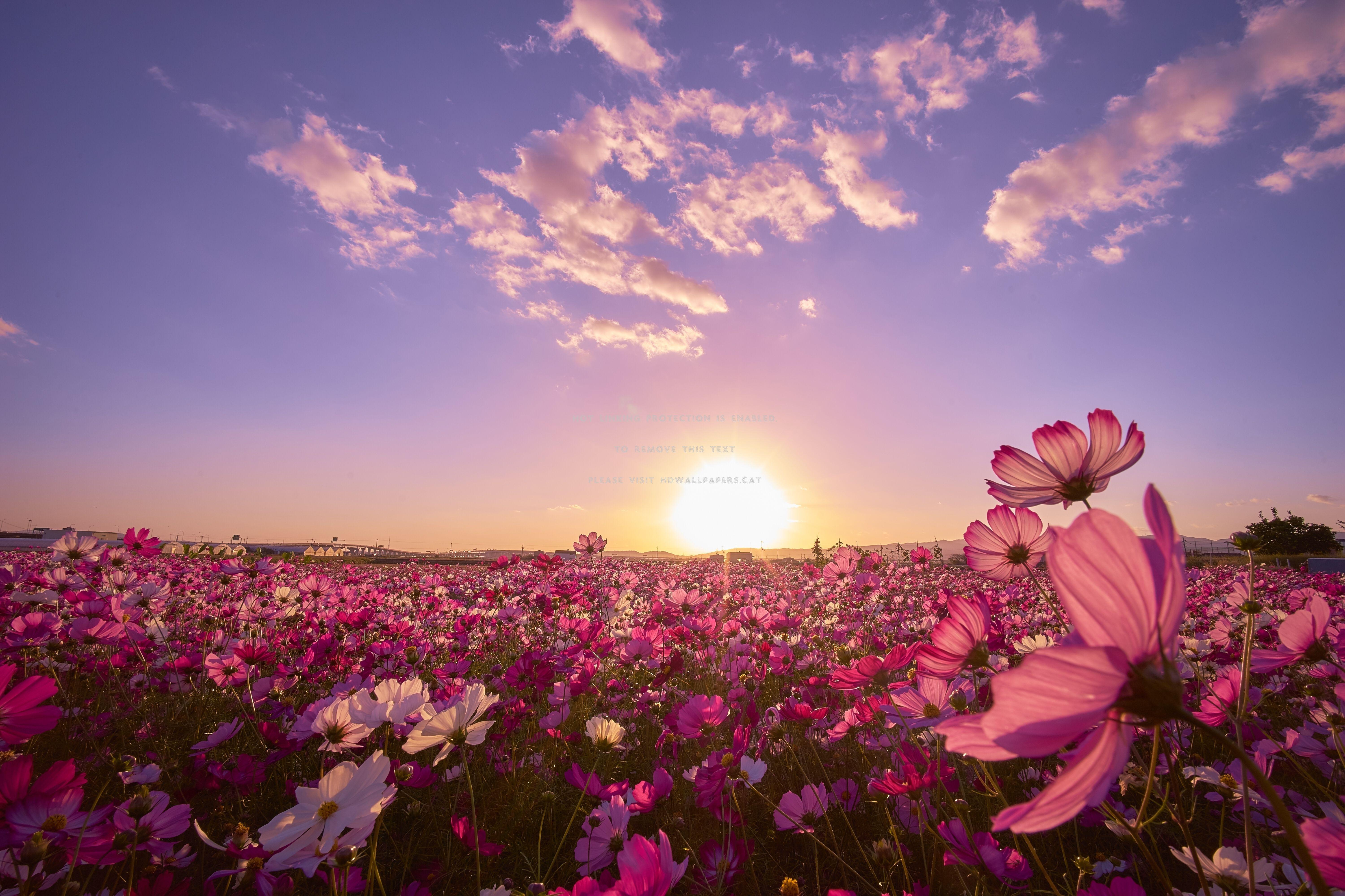 Flower Sunset Wallpapers - Top Free Flower Sunset Backgrounds ...