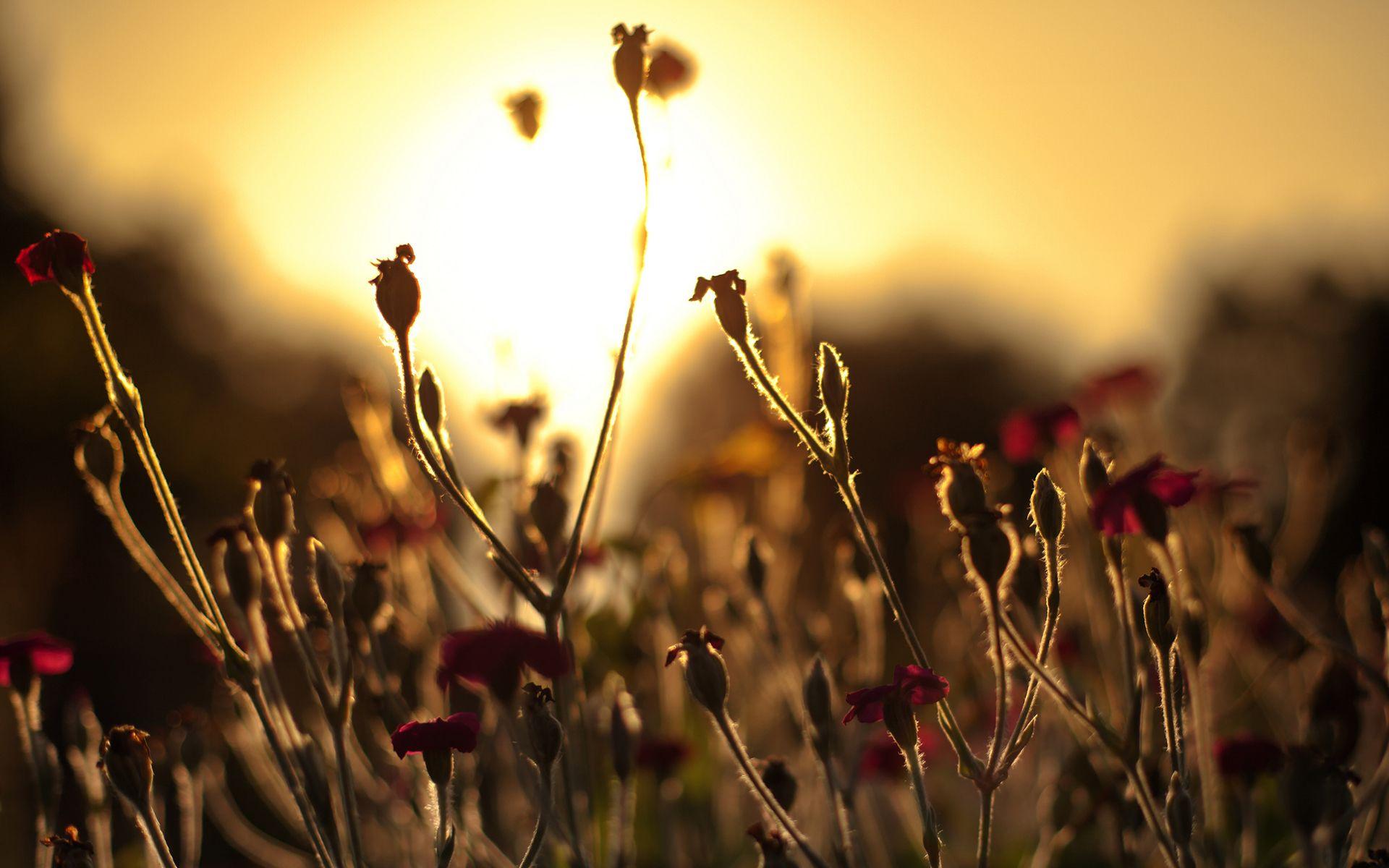 Flower Sunset Wallpapers - Top Free Flower Sunset Backgrounds ...