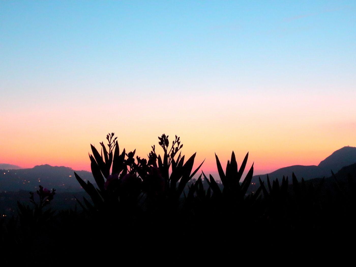 Flower Sunset Wallpapers - Top Free Flower Sunset Backgrounds ...