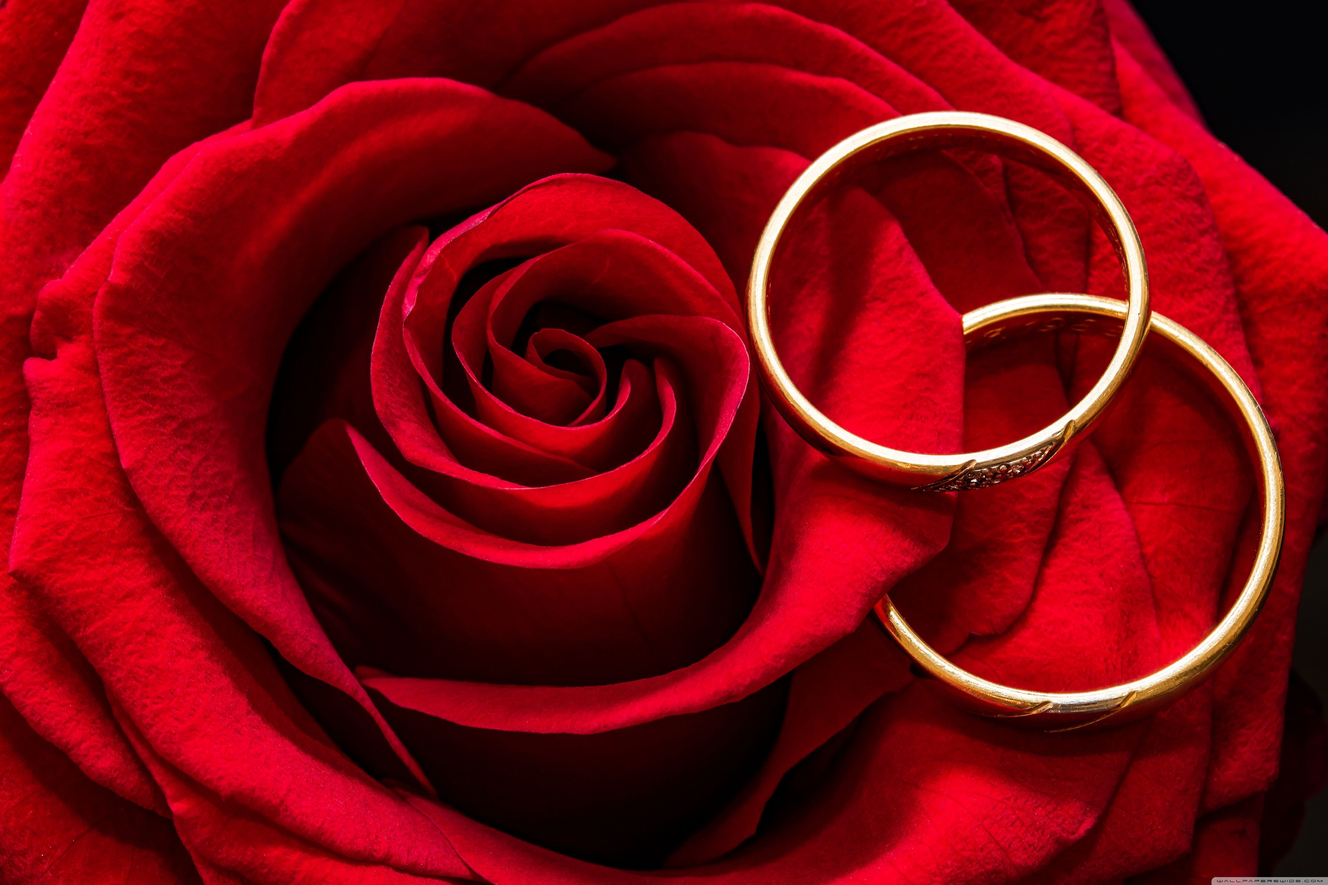 Red Wedding Wallpapers - Top Free Red Wedding Backgrounds - WallpaperAccess