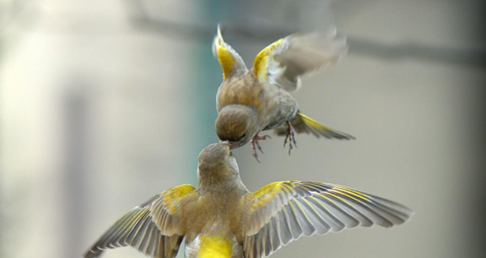 Amazing Birds Wallpapers - Top Free Amazing Birds Backgrounds ...