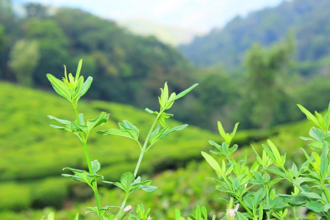 Greenery Wallpapers - Top Free Greenery Backgrounds - WallpaperAccess