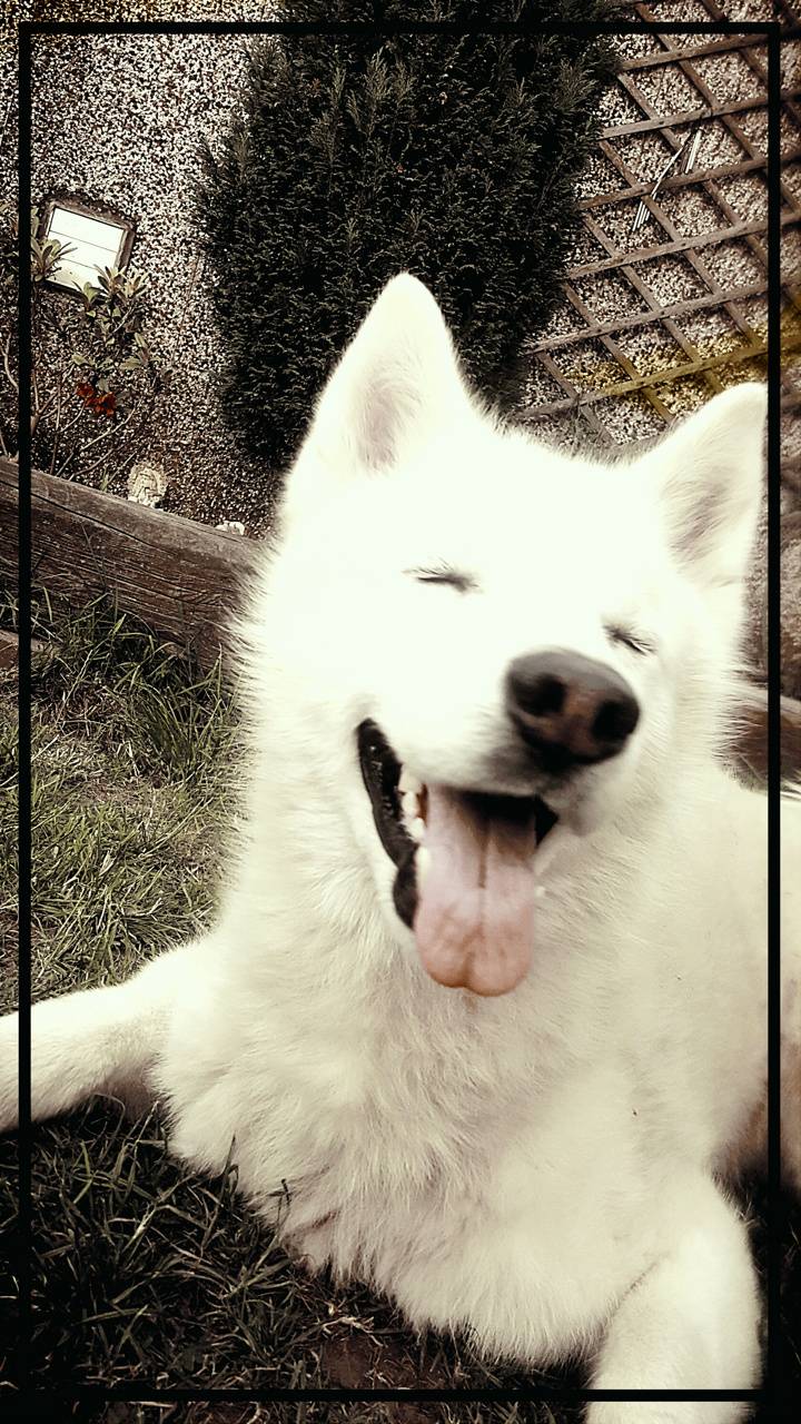 Doggo Wallpapers - Top Free Doggo Backgrounds - WallpaperAccess