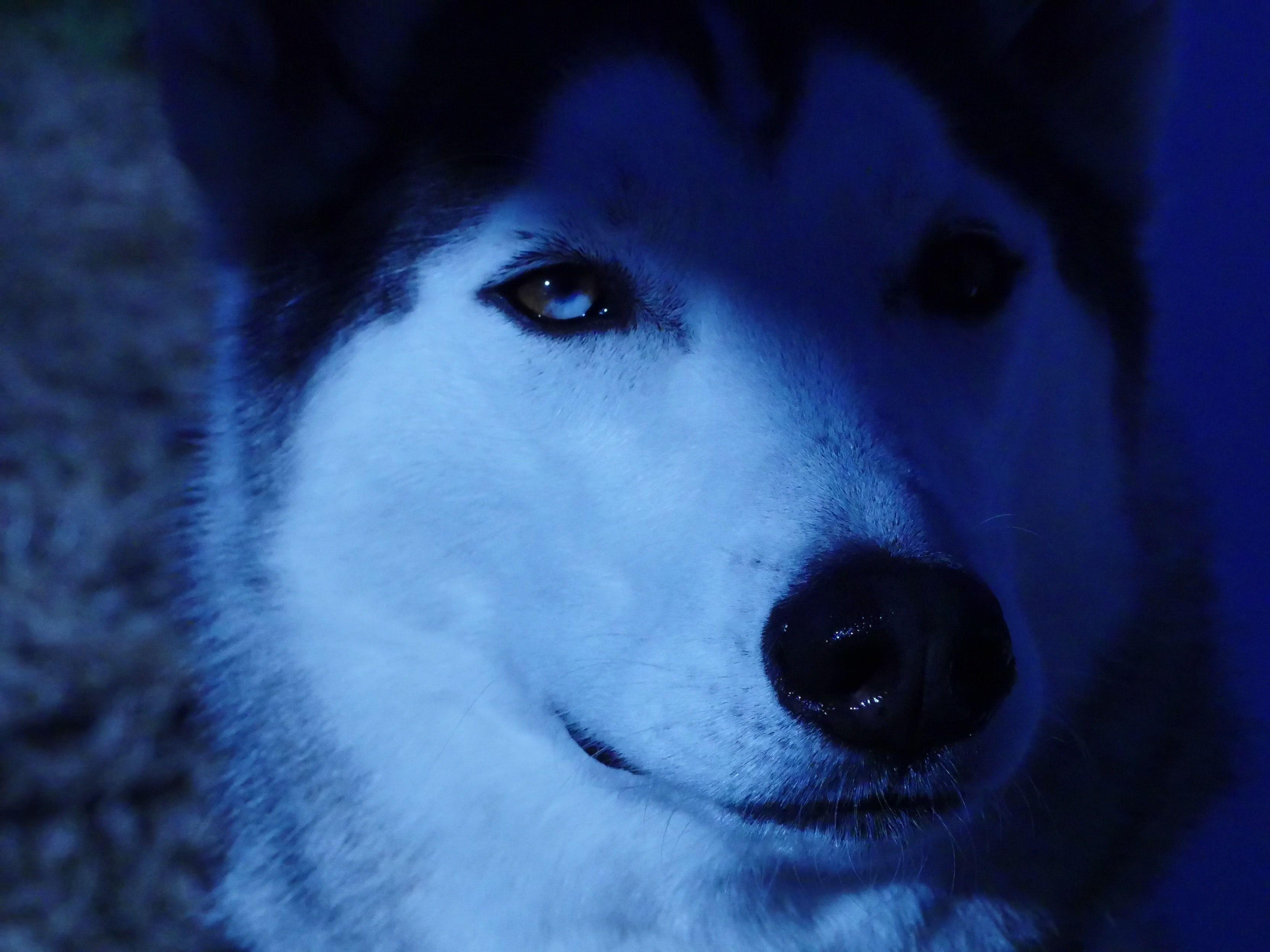 Doggo Wallpapers - Top Free Doggo Backgrounds - WallpaperAccess